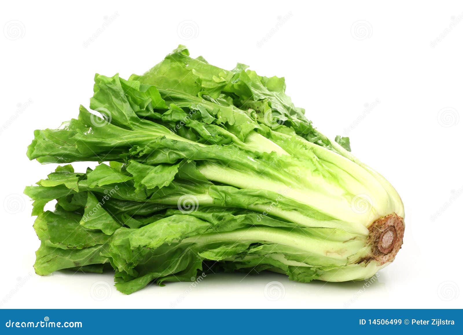 Indivia immagine stock. Immagine di verdure, cottura - 14506499