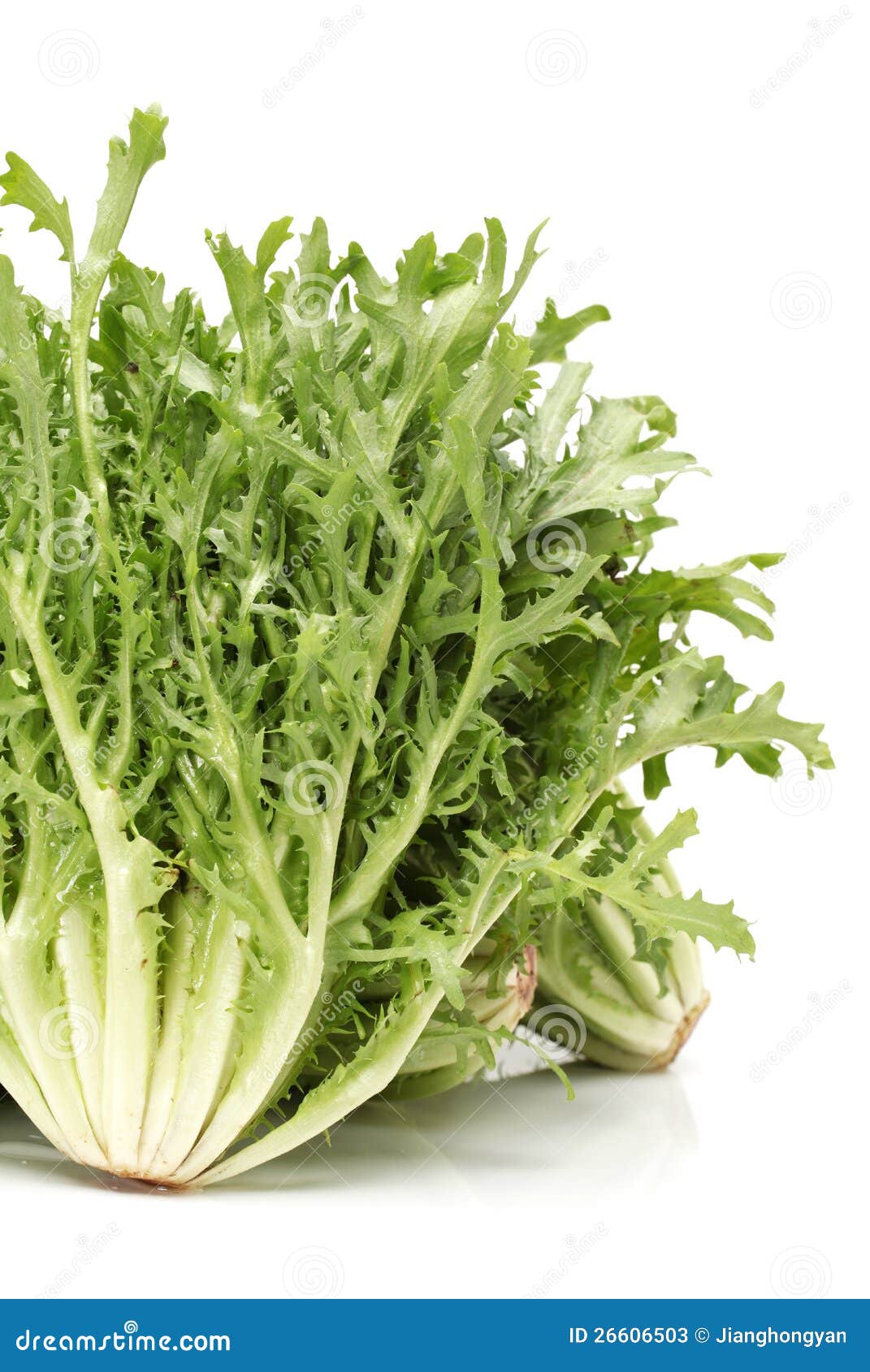 Indivia riccia immagine stock. Immagine di colpo, studio - 26606503