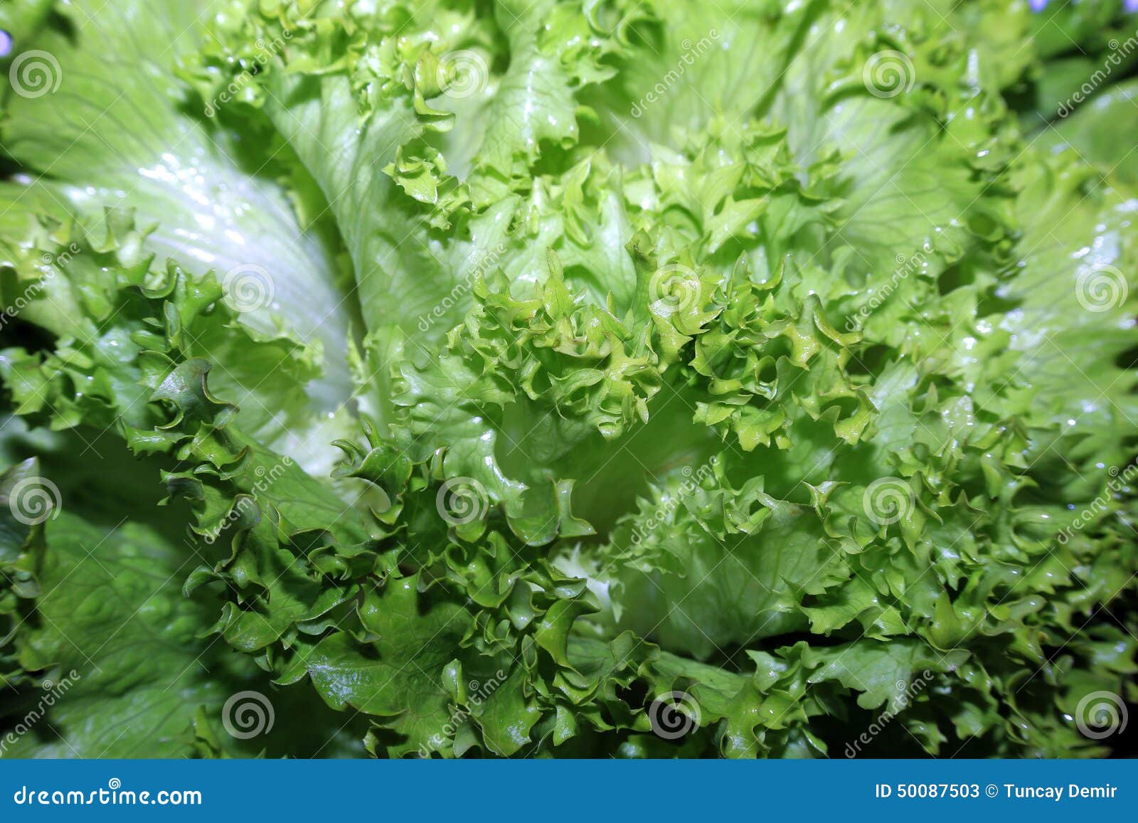 Indivia riccia immagine stock. Immagine di dieta, foglio - 50087503