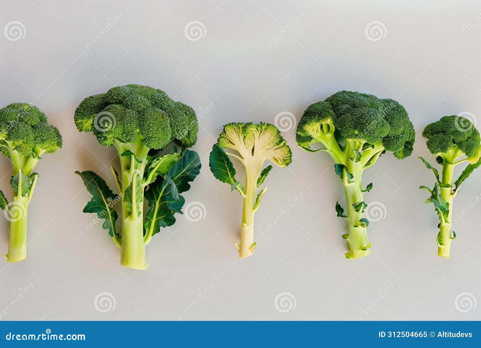 Individual Broccoli Plants at Various Growth Stages in a Row Stock ...