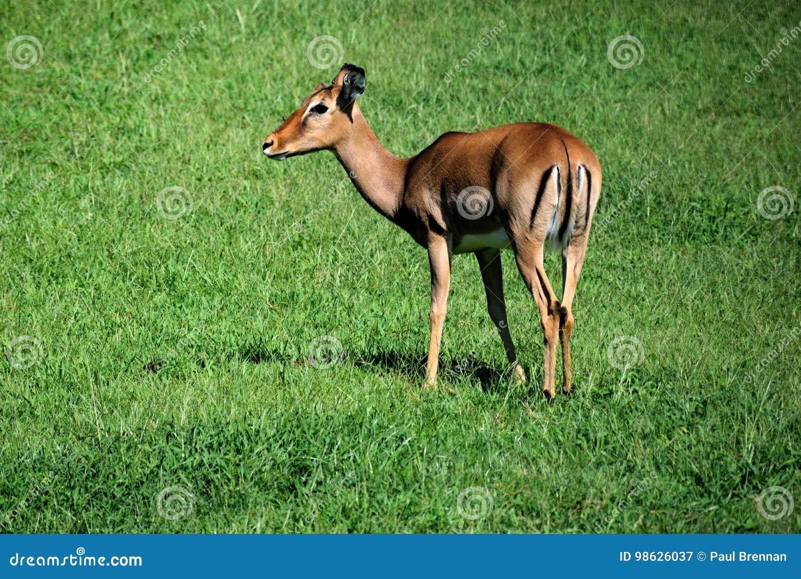 Individual deer stock image. Image of listen, curious - 98626037