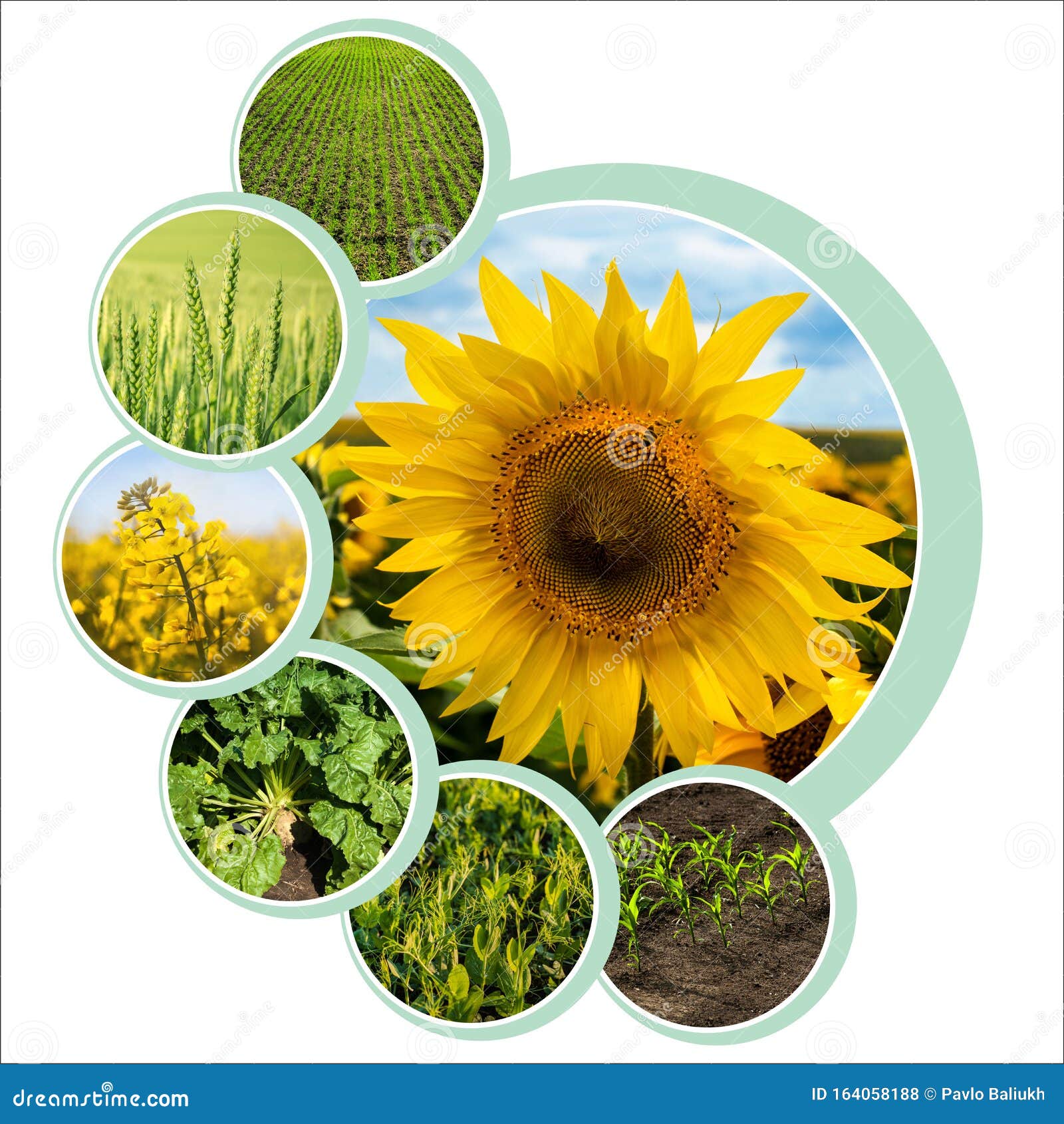 Individual Circle Design for Agrarian Theme with Photo Stock Photo ...