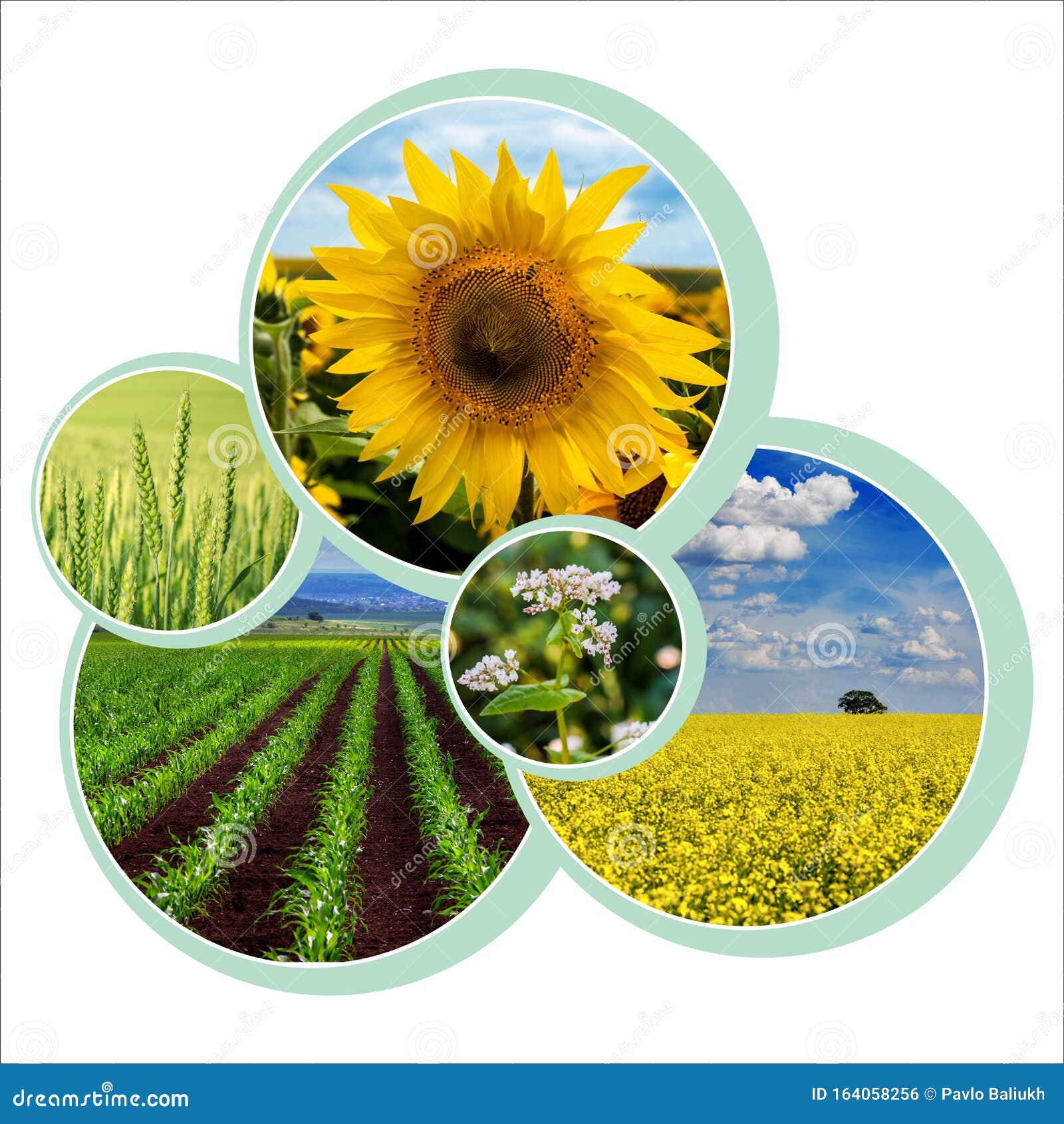 Individual Circle Design for Agrarian Theme with Photo Stock Photo ...