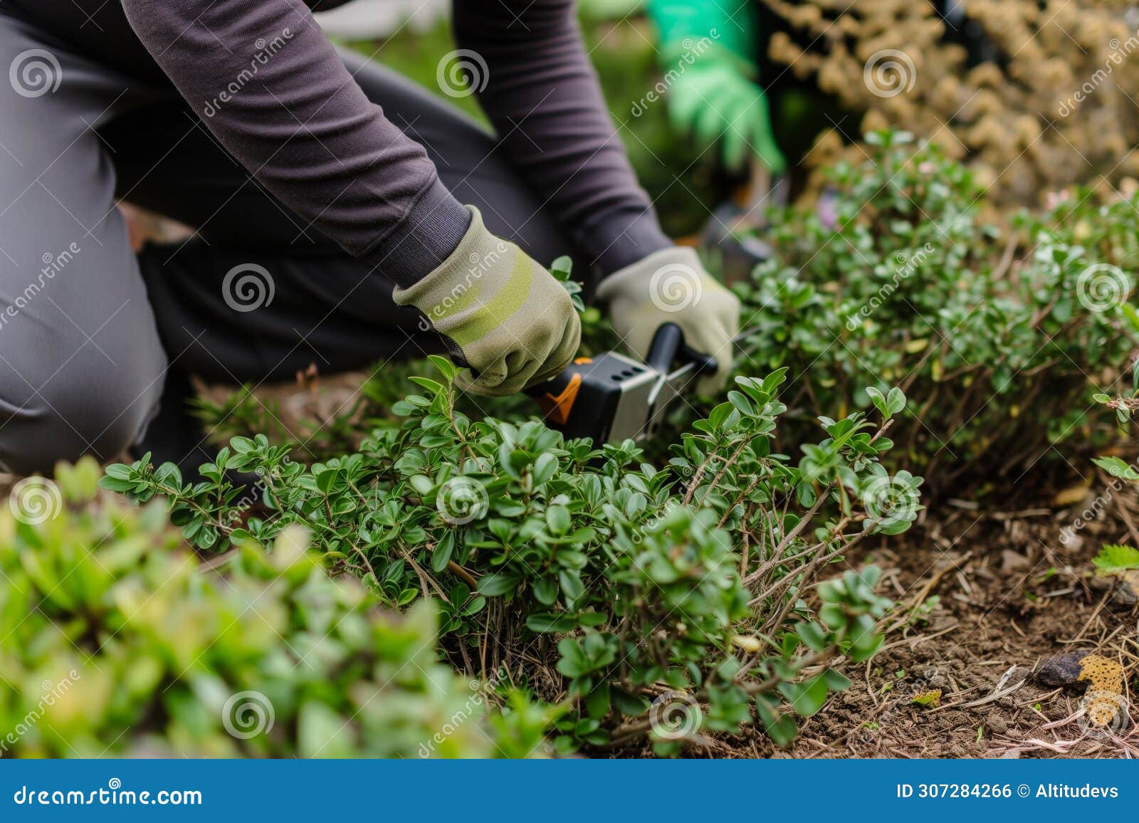Individual Kneeling To Prune Lowlying Shrubbery with a Hand Pruner ...