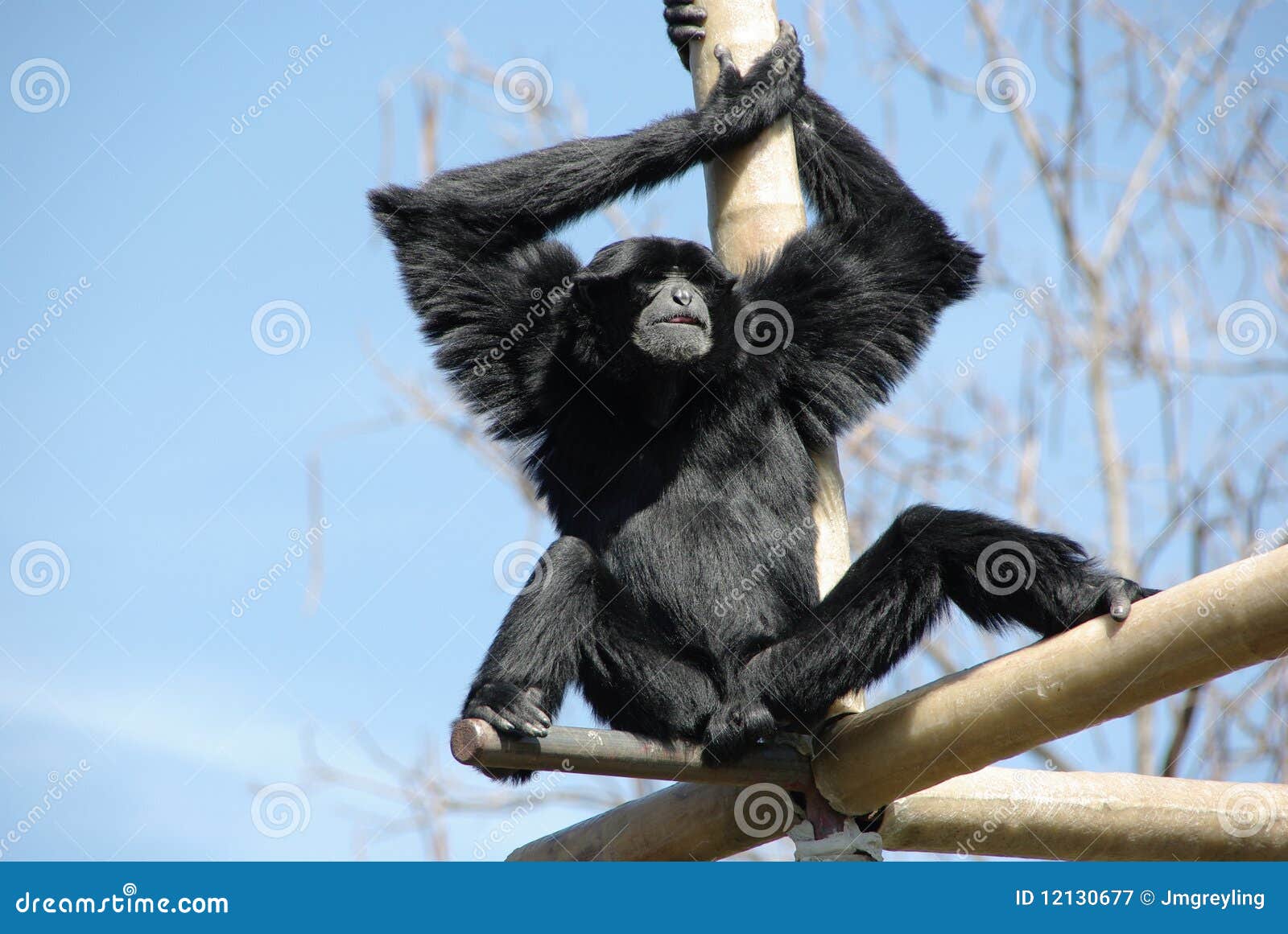 Individual monkey stock image. Image of primate, animal - 12130677