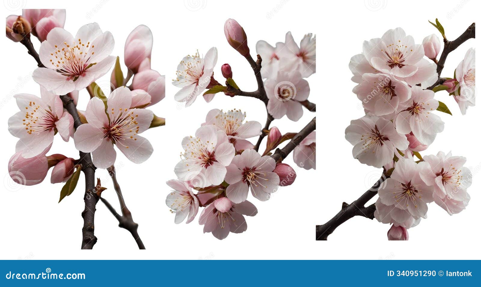 Individual Sakura Flower Branch Displayed from Different Angles Stock ...