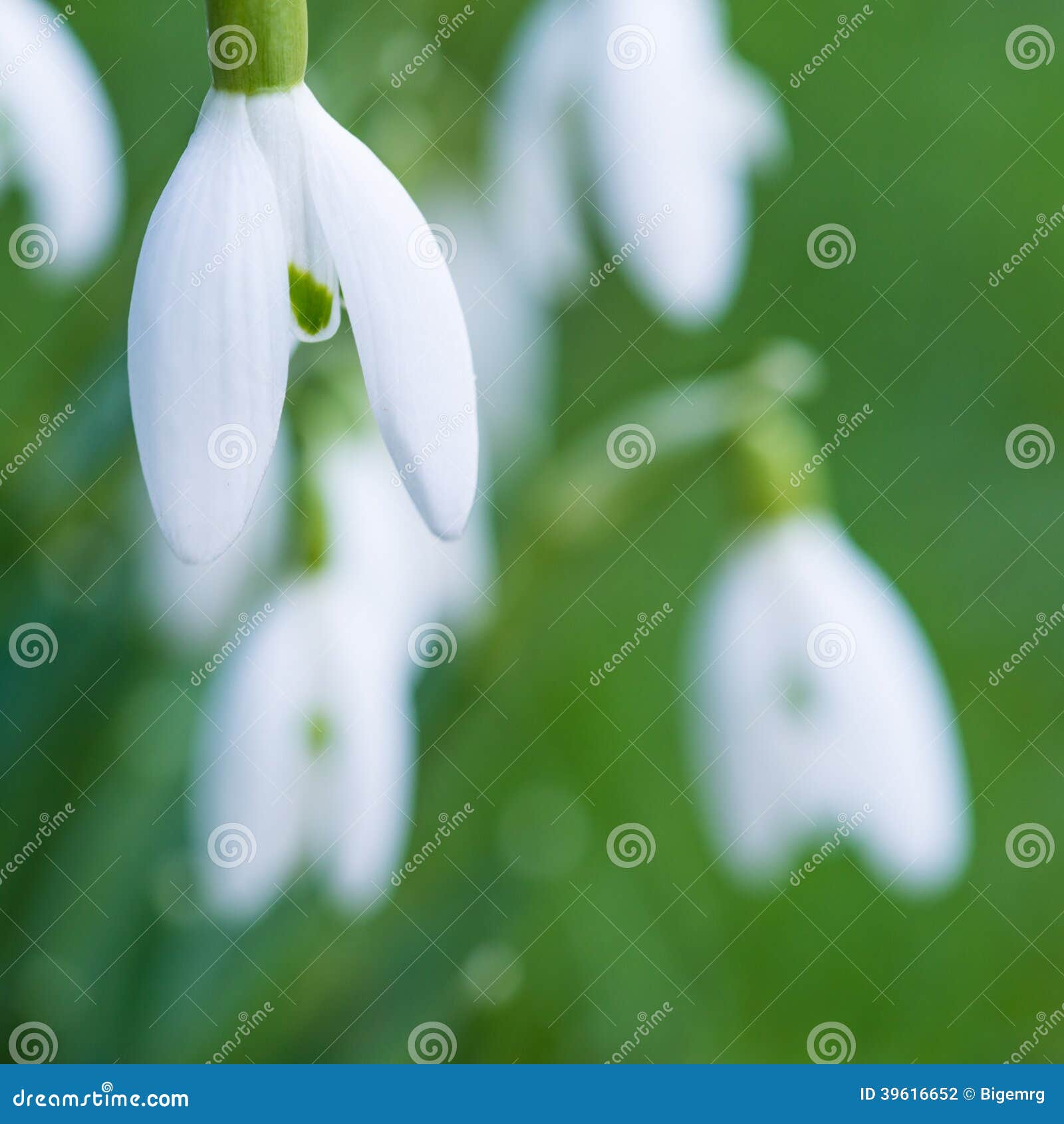 Individually Together stock photo. Image of snowdrop - 39616652
