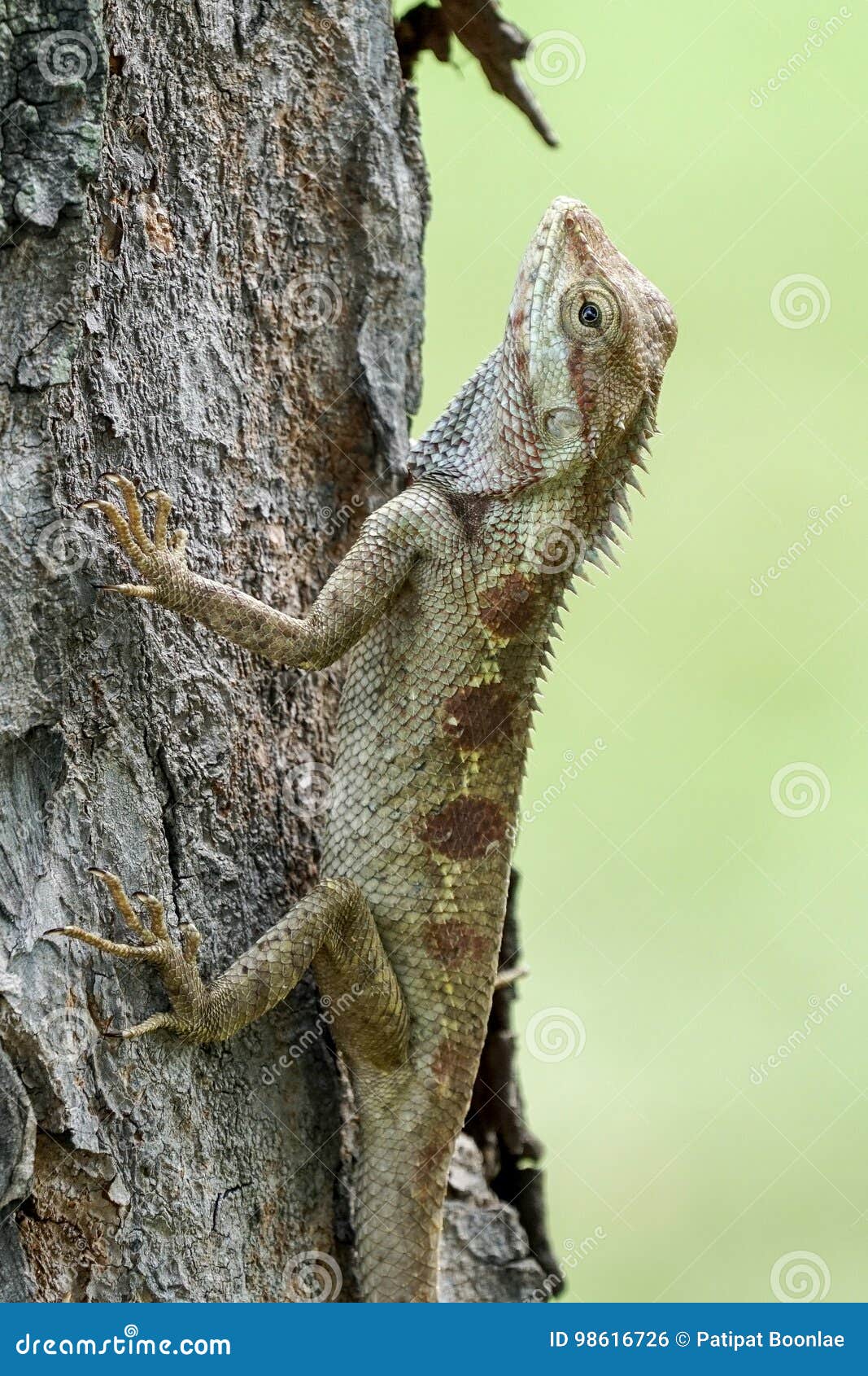 Indo-Chinese Forest Lizard in Camouflage on a Tree Stock Photo - Image ...