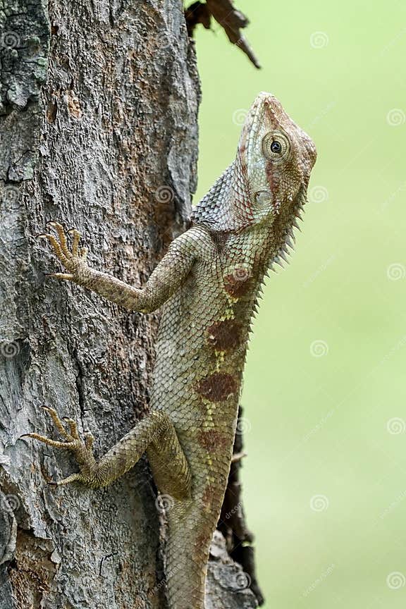 Indo-Chinese Forest Lizard in Camouflage on a Tree Stock Photo - Image ...