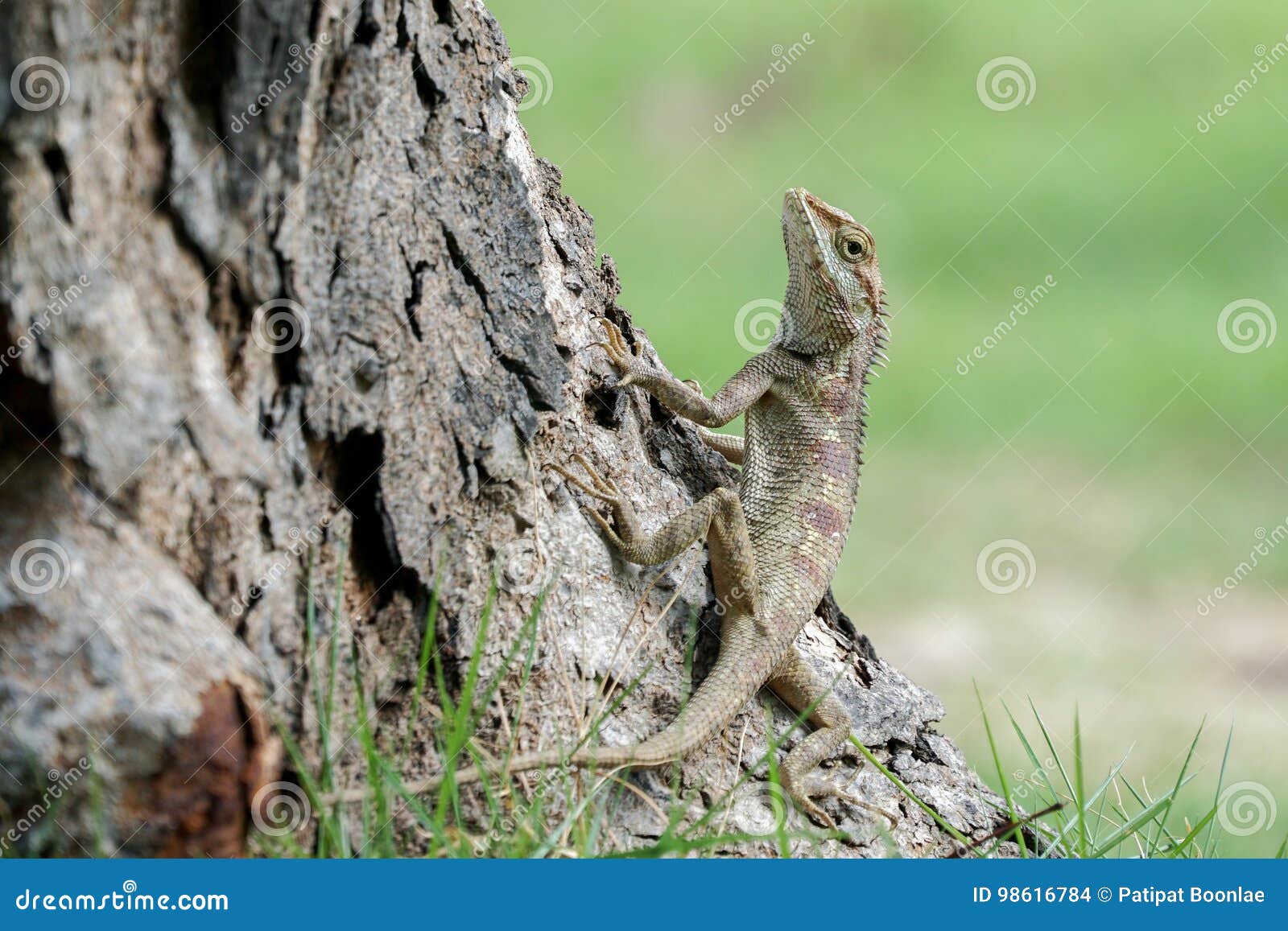 Indo-Chinese Forest Lizard at the Foot of a Tree Stock Photo - Image of ...