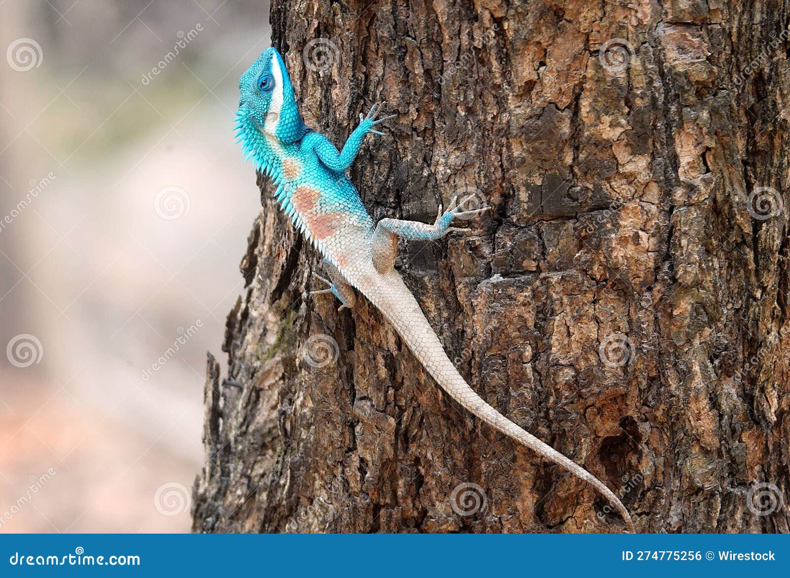 Indo-Chinese Forest Lizard on a Tree Trunk. Calotes Mystaceus Stock ...