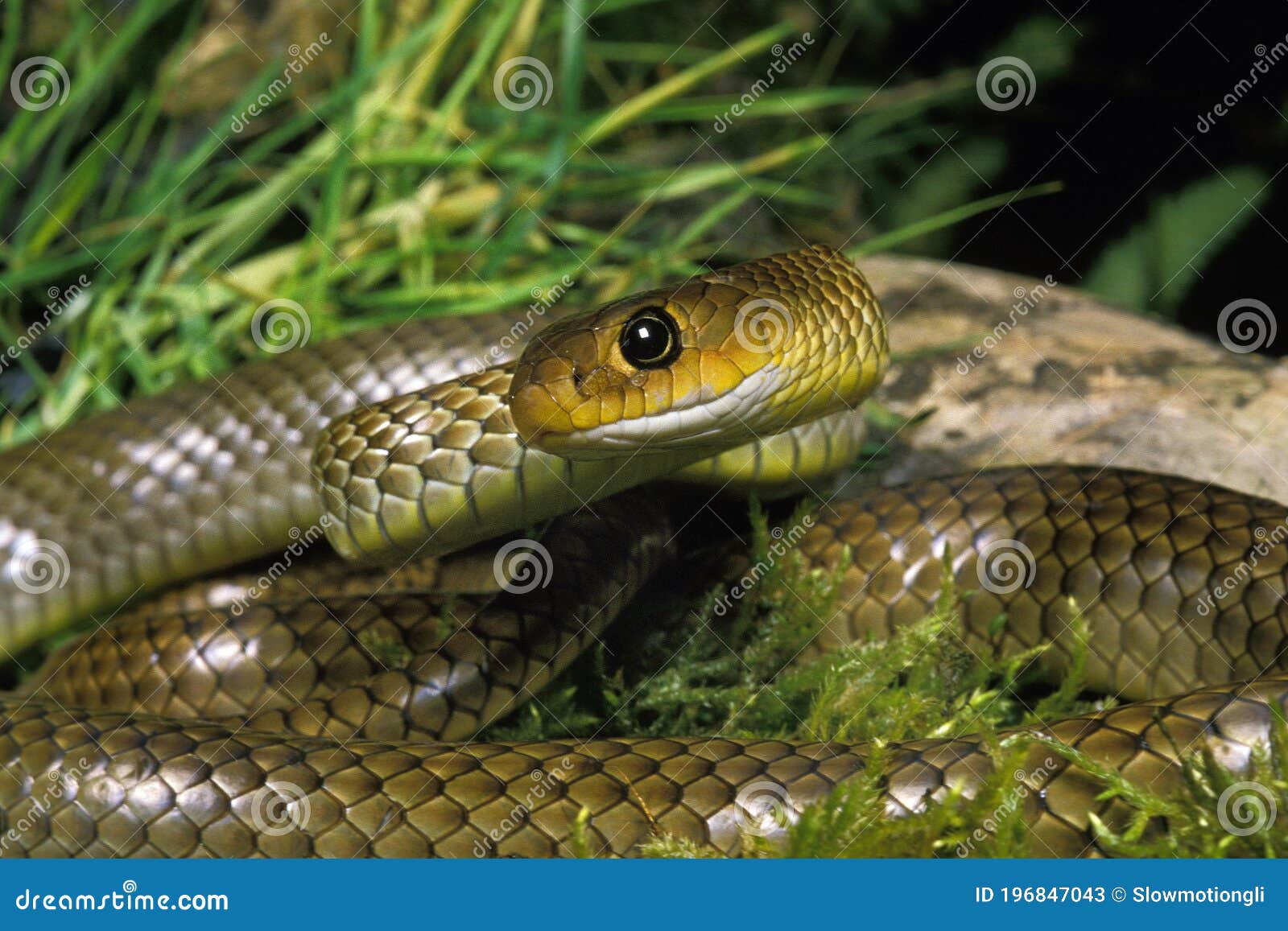Indo Chinese Rat Snake, Ptyas Korros Stock Image - Image of wildlife ...