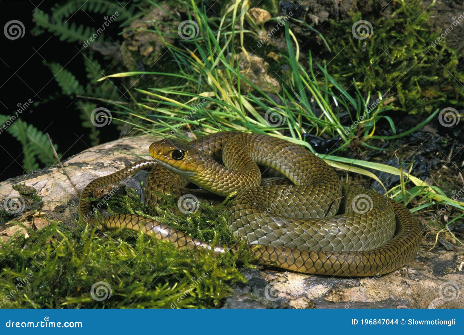 Ptyas Korros, Commonly Known As The Chinese Ratsnake Or Indo-Chinese ...