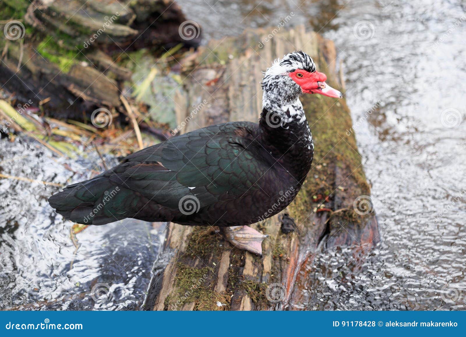 Indo Duck Resting on a Fallen Tree in a River Stock Photo - Image of ...