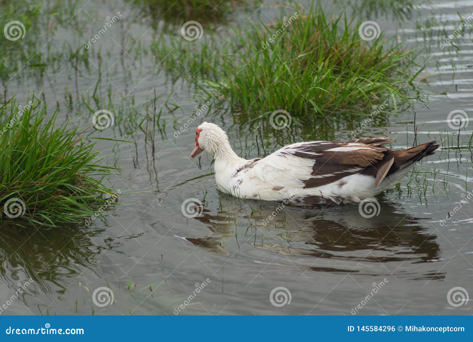 Indo Duck Swims in the Pond Stock Photo - Image of duck, floating ...