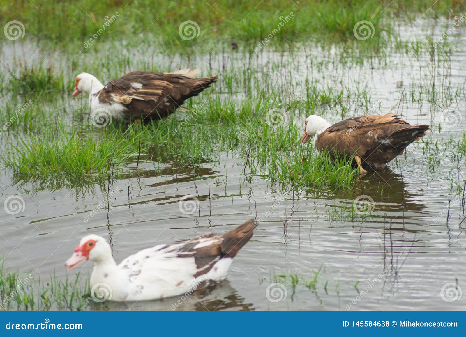 Indo Duck Swims in the Pond Stock Photo - Image of bird, americana ...