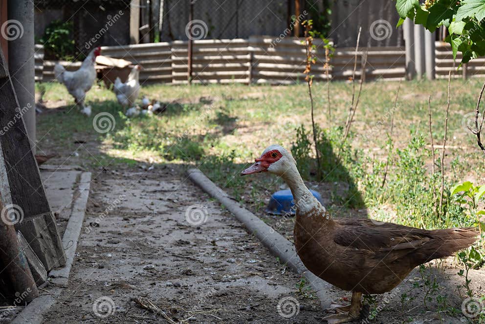 Indo Duck. a Young Indo Duck Walks in the Backyard in the Shade Stock ...