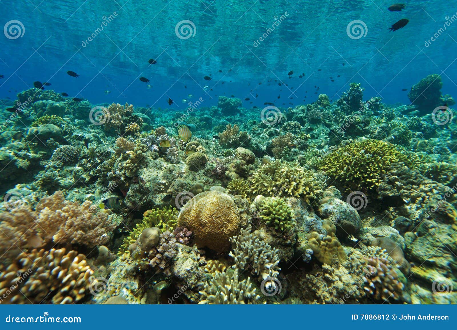 Indo pacific coral reef stock photo. Image of shallow - 7086812