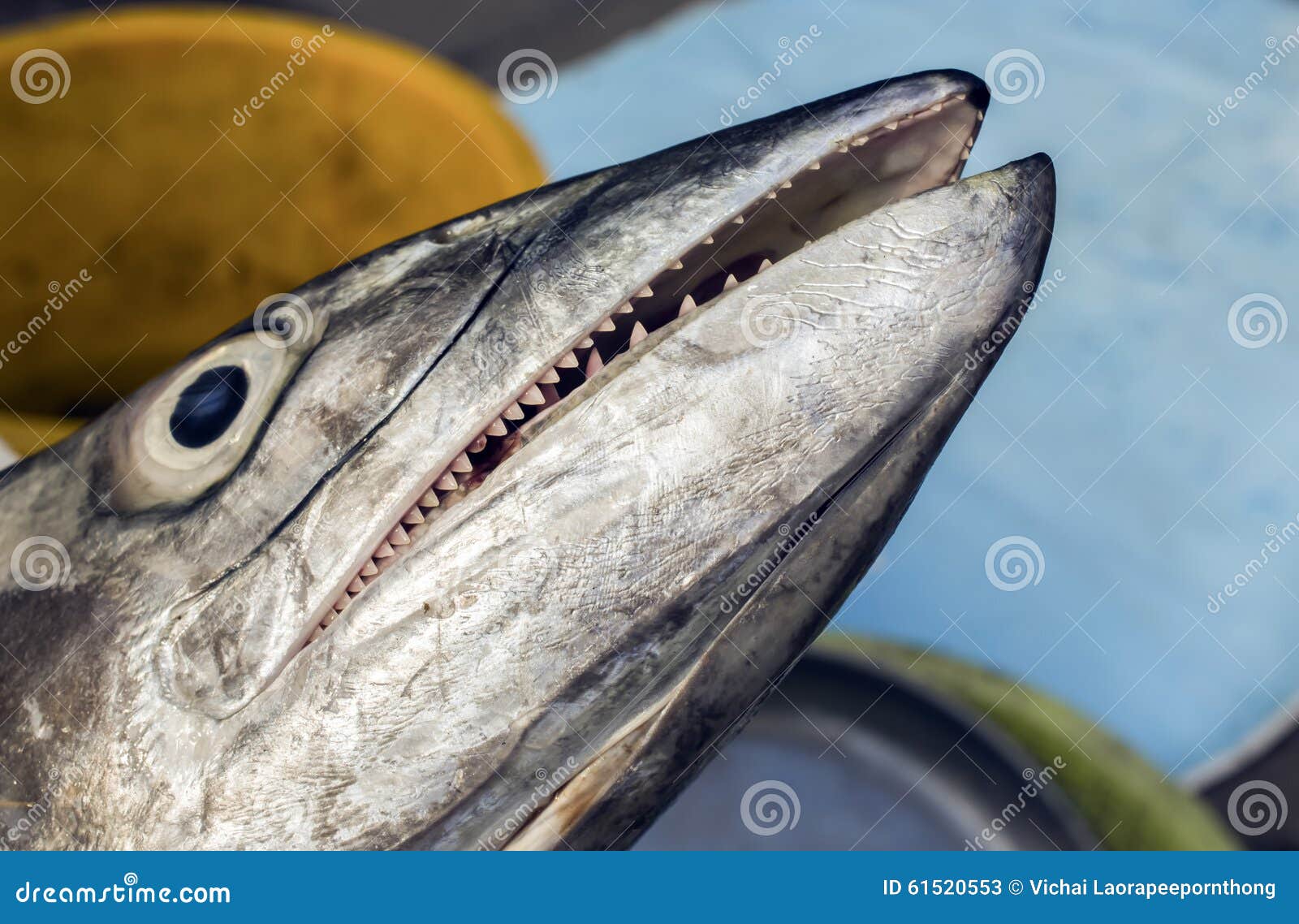 Indo-Pacific King Mackerel, Spotted Mackerel Stock Image - Image of ...