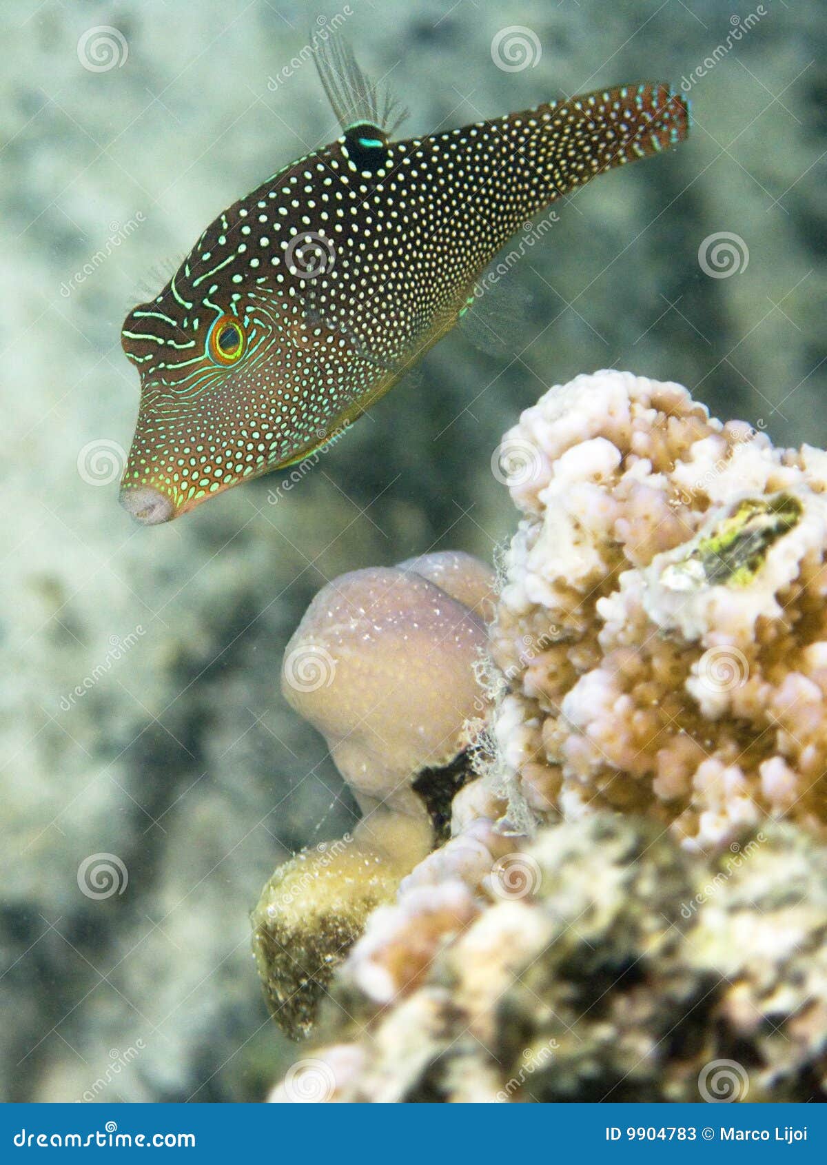 Indo-West Pacific Pufferfish Stock Image - Image of coral, tropical ...