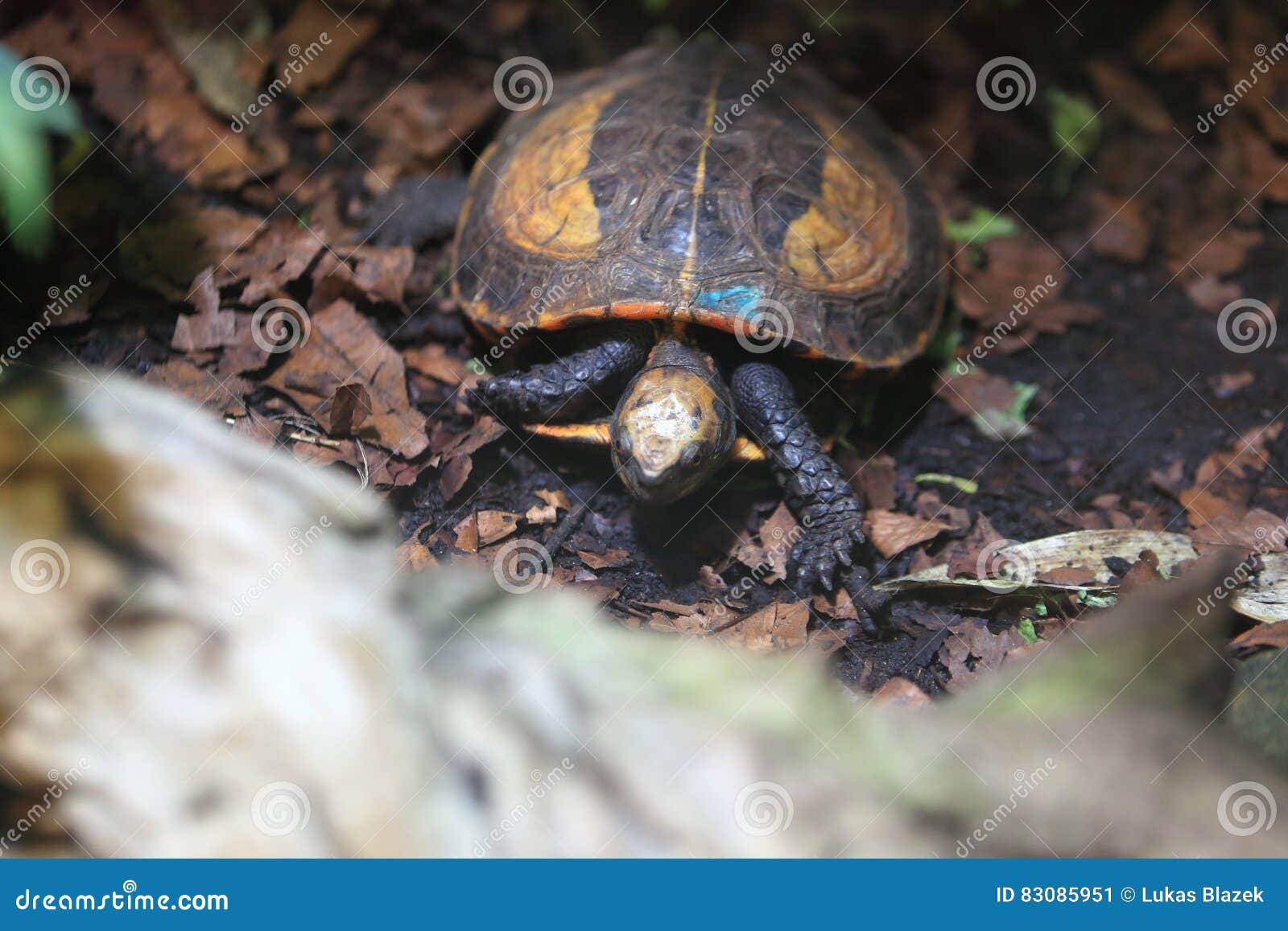 Indochinese box turtle stock image. Image of reptile - 83085951