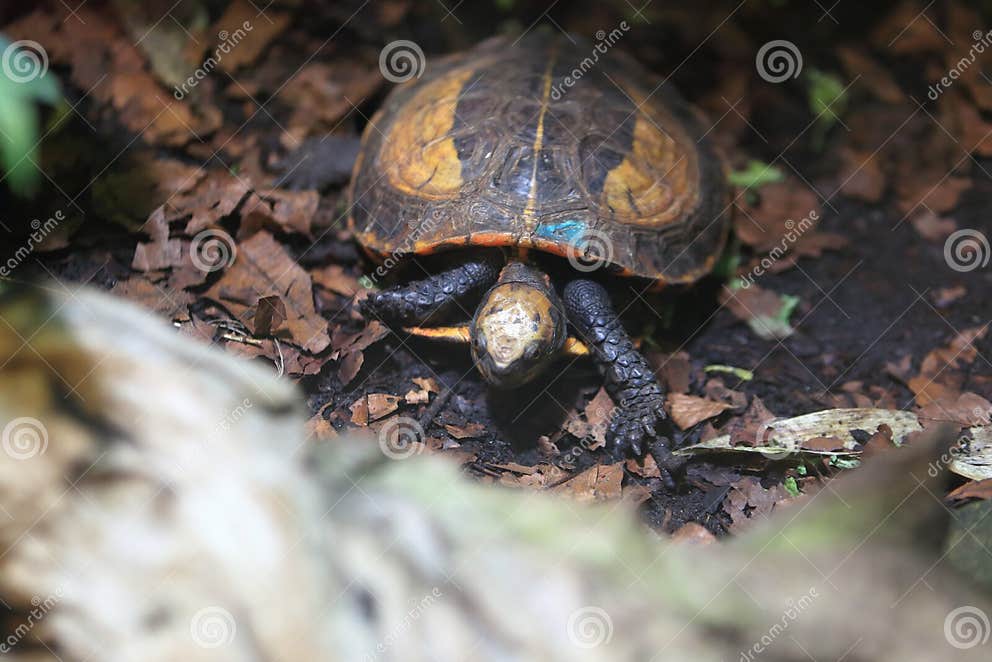 Indochinese box turtle stock image. Image of reptile - 83085951