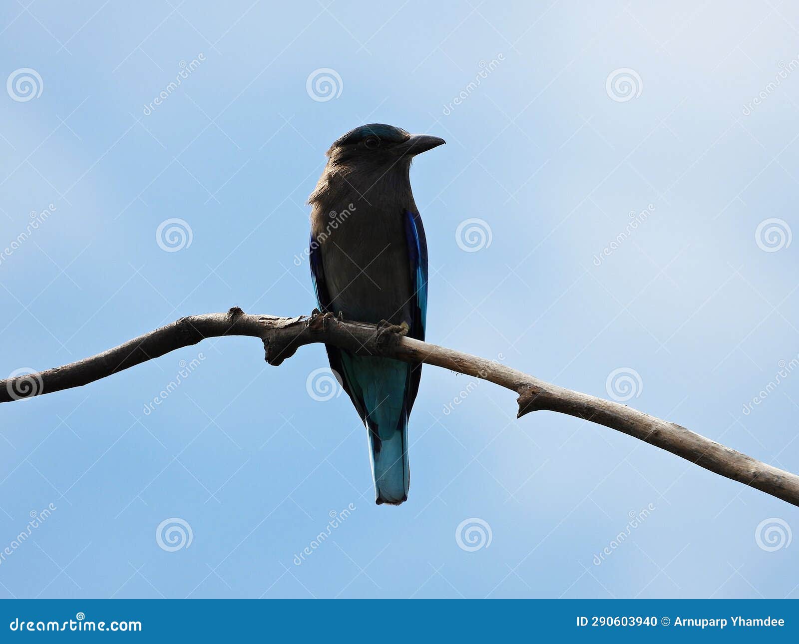 Indochinese Roller, Perches on the Tree Canopy in Search of Food Stock ...