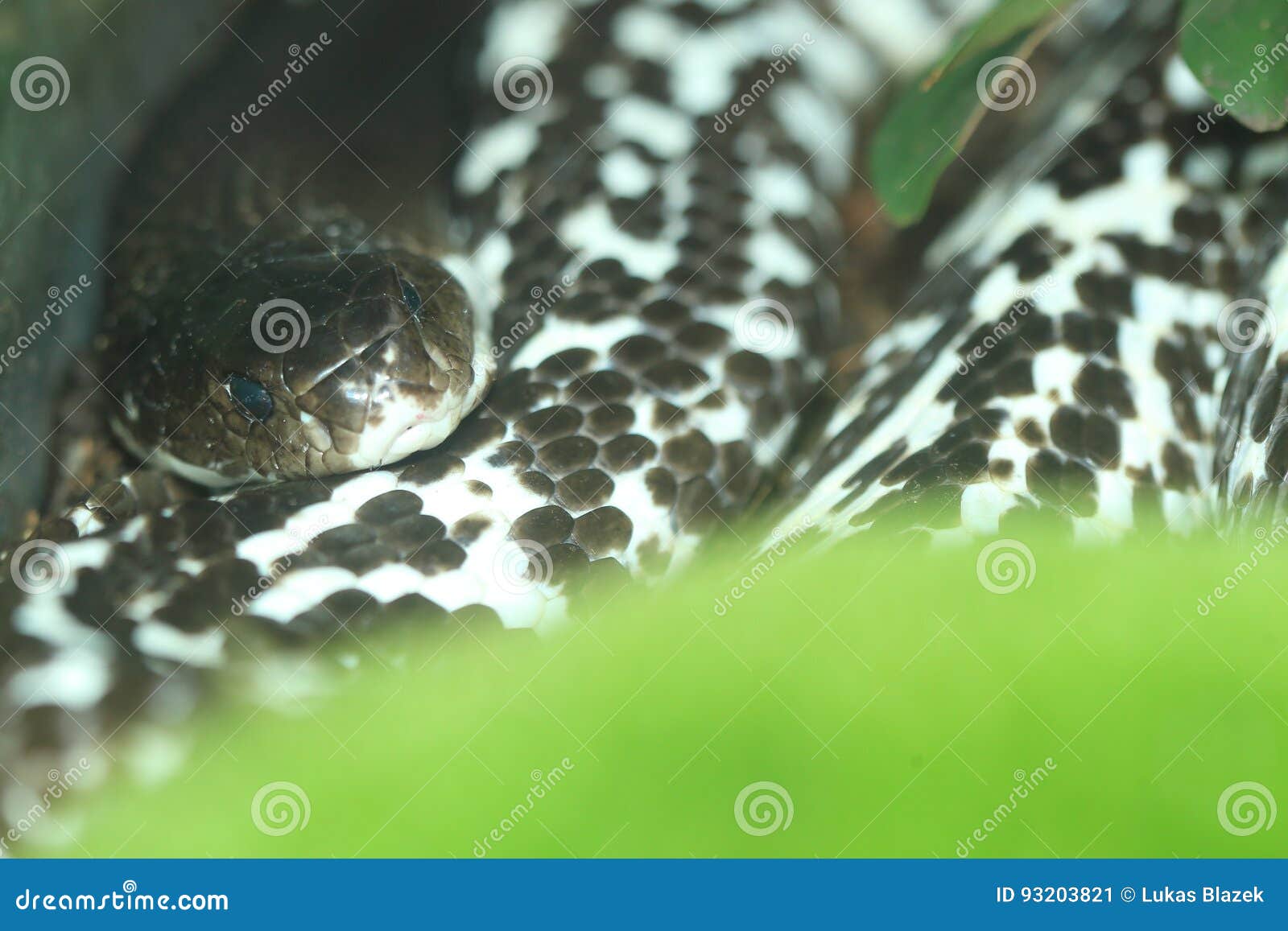 Indochinese spitting cobra stock image. Image of black - 93203821