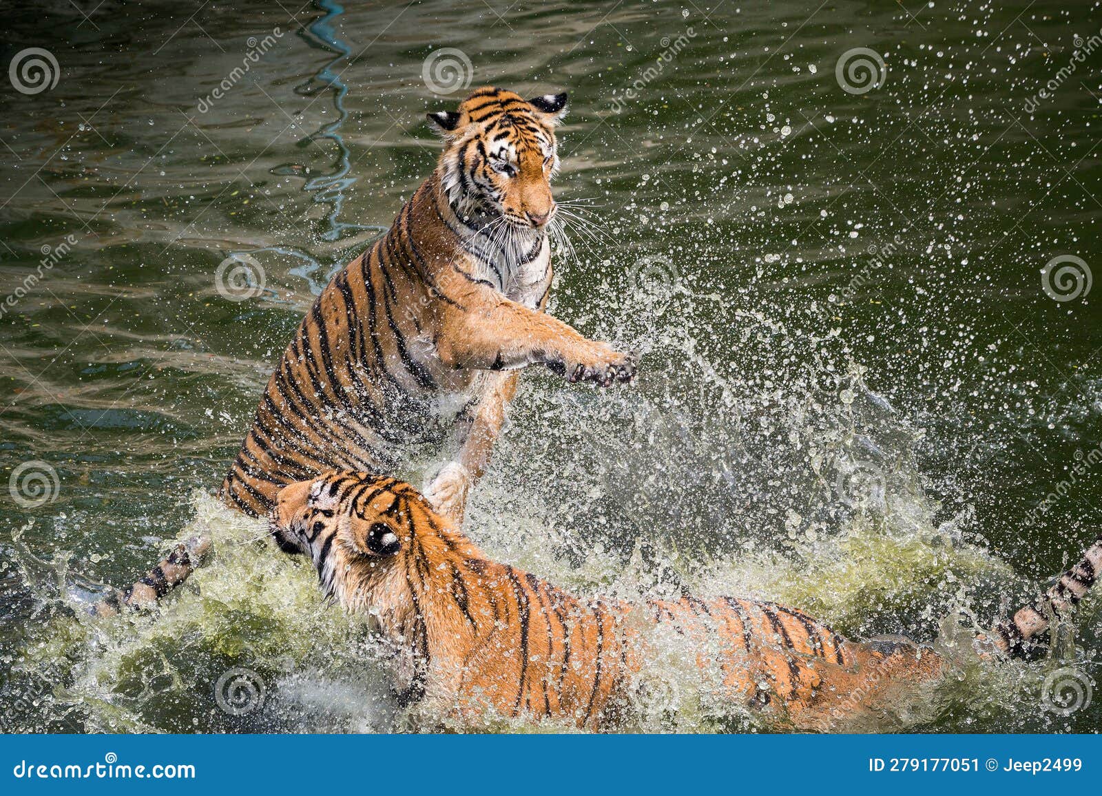 Indochinese Tiger Playing in the Water Stock Image - Image of amur ...