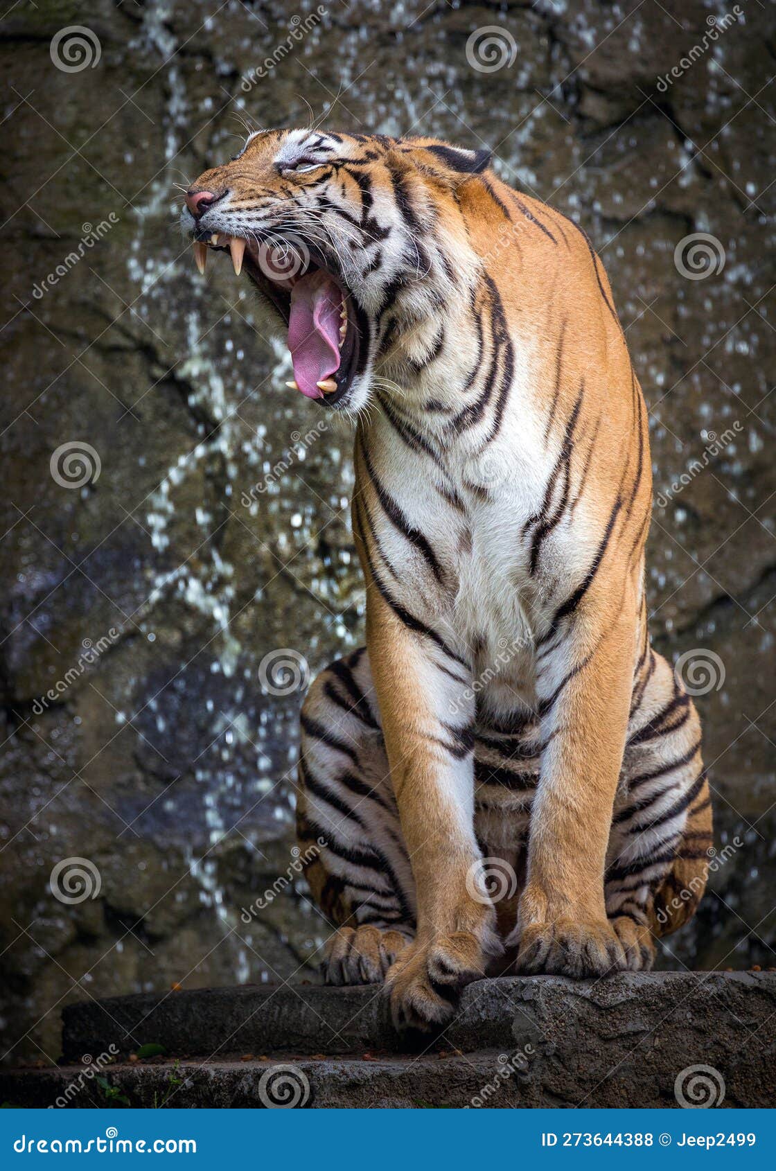 Indochinese Tiger is Roaring. Stock Photo - Image of roaring, mammal ...