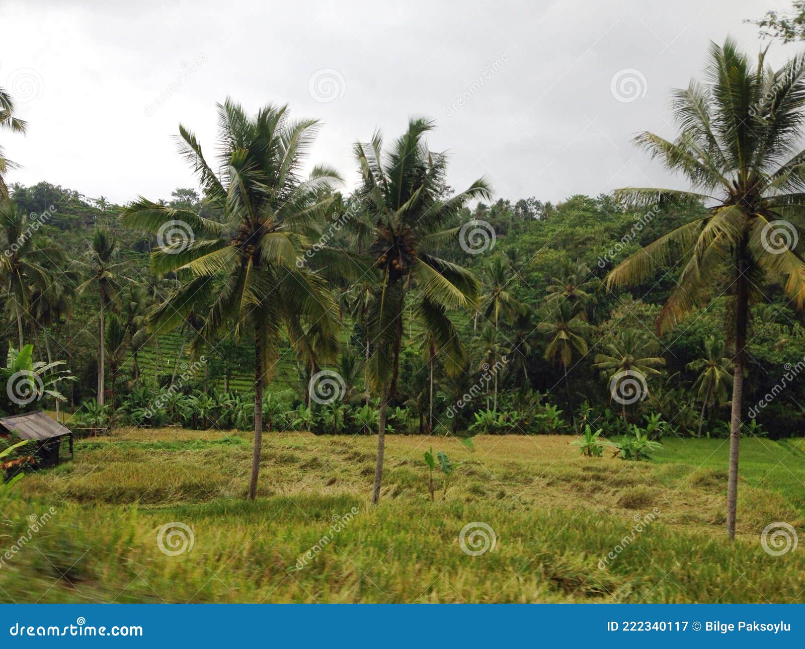 Indonesia Bali Greenery with Palm Trees Stock Image - Image of culture ...
