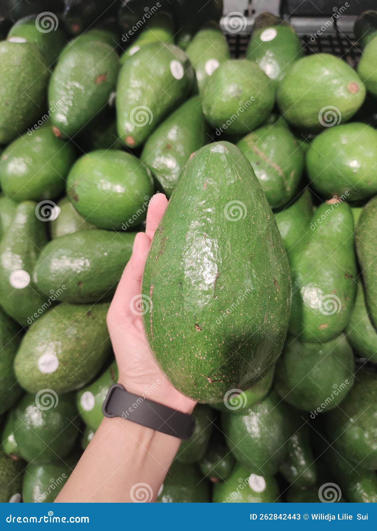 Indonesia Avocado Jumbo stock image. Image of buah, hijau - 262842443