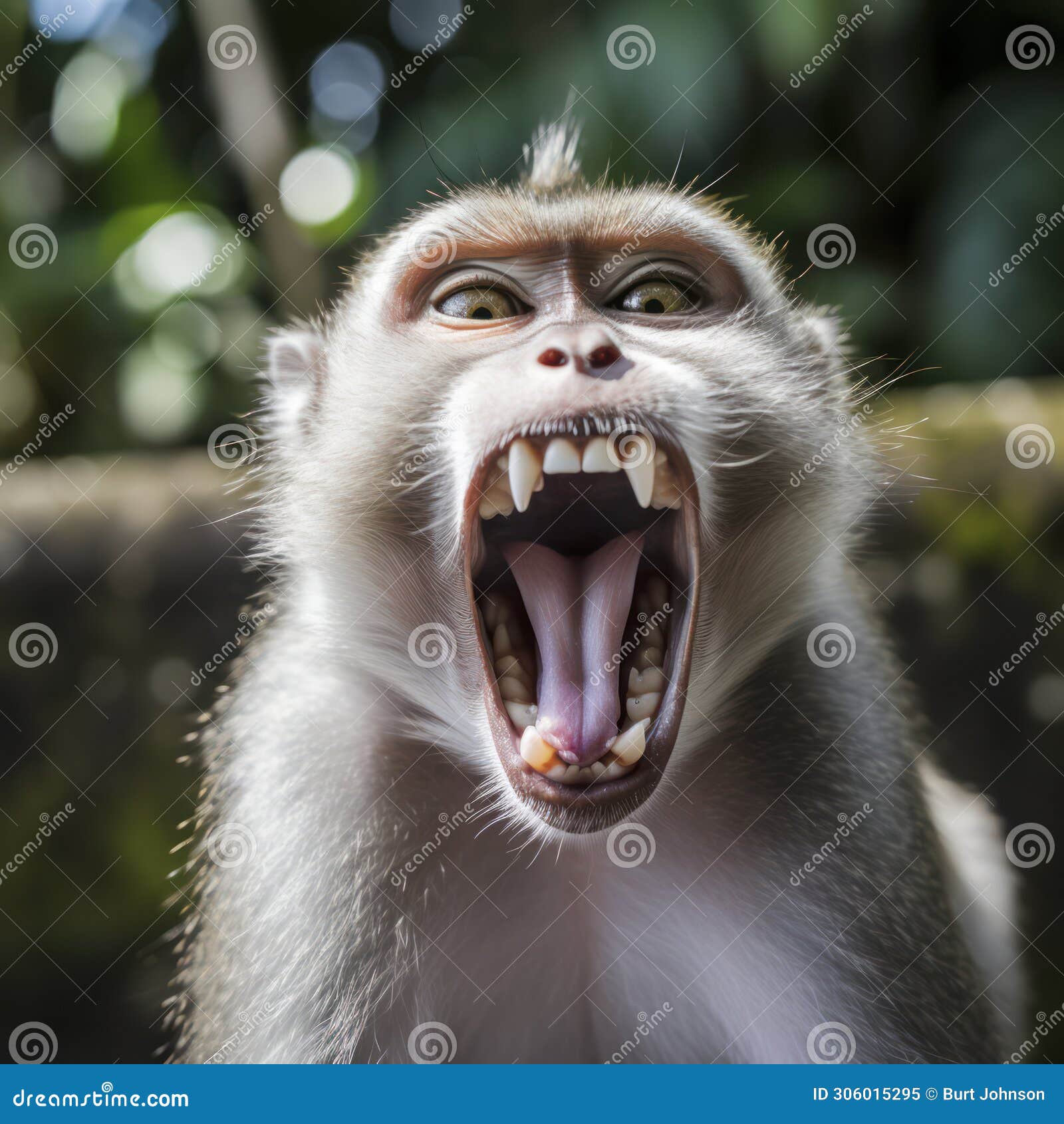 Indonesia Bali Monkey Wide Yawn Showing Long Teeth Stock Image - Image ...