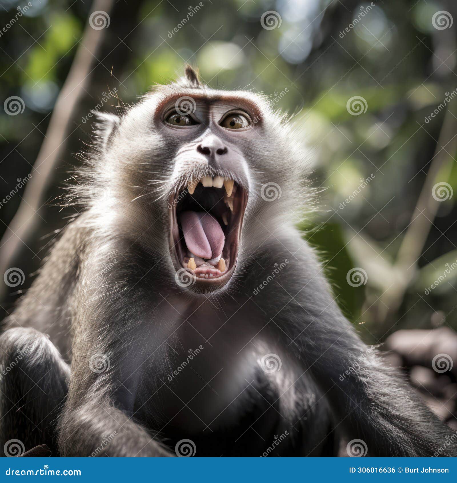 Indonesia Bali Monkey Wide Yawn Showing Long Teeth Stock Photo - Image ...