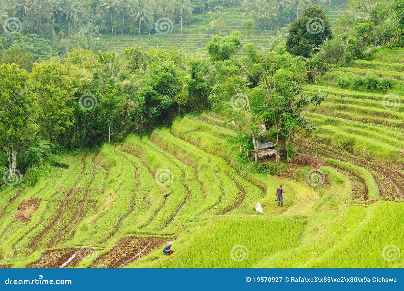 Indonesia, Bali, Rice Terraces Stock Image - Image of ethnic, bali ...