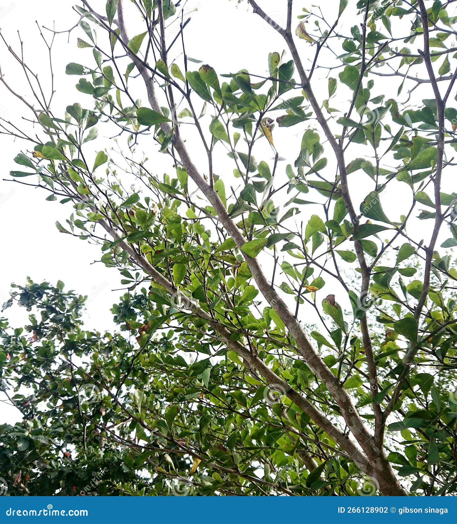 In Indonesia it is Called the Ketapang Tree Stock Photo - Image of food ...