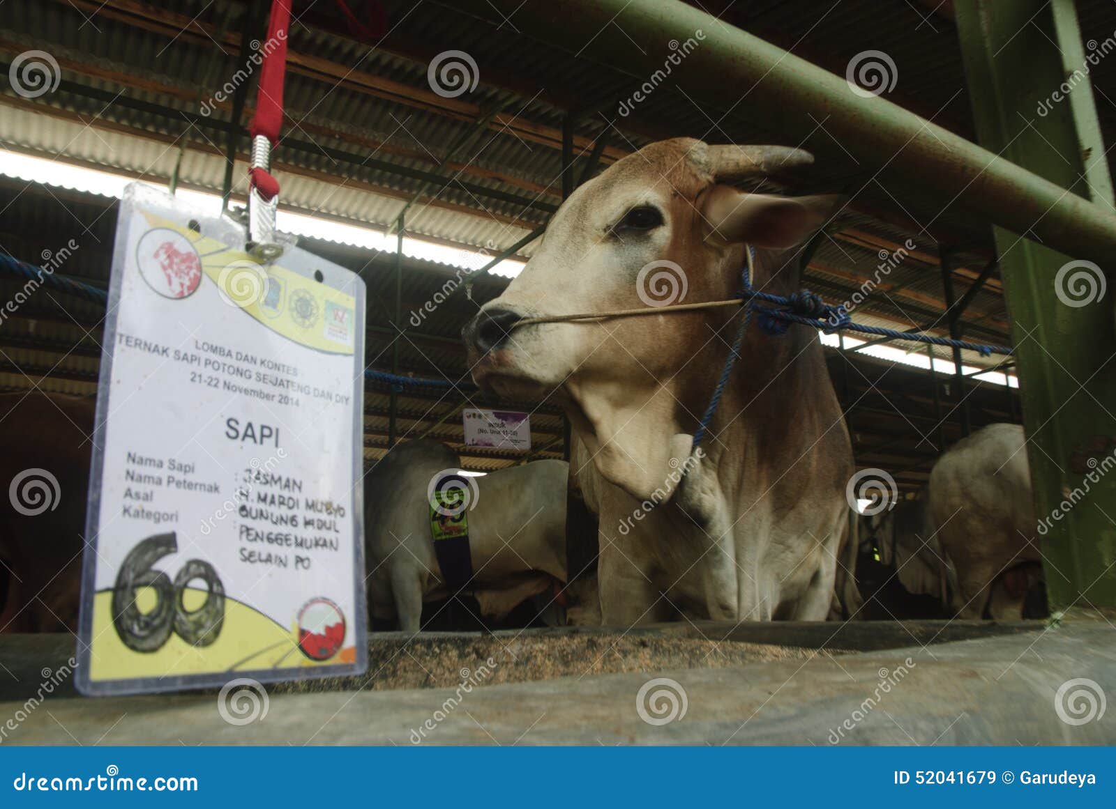 INDONESIA CATTLE IMPORT editorial stock image. Image of lands - 52041679