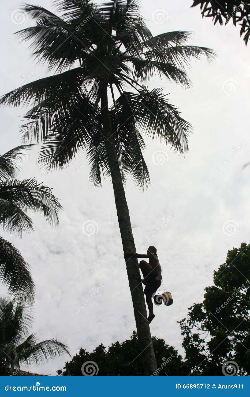 Indonesia coconut tree editorial photography. Image of tree - 66895712