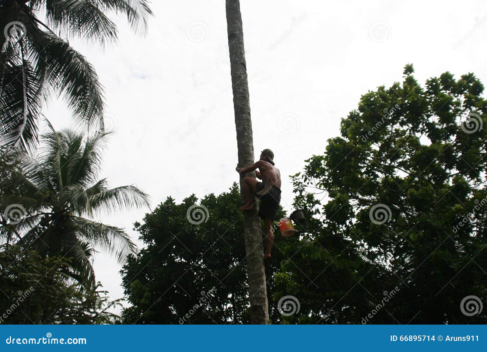 Indonesia coconut tree editorial stock image. Image of sigh - 66895714