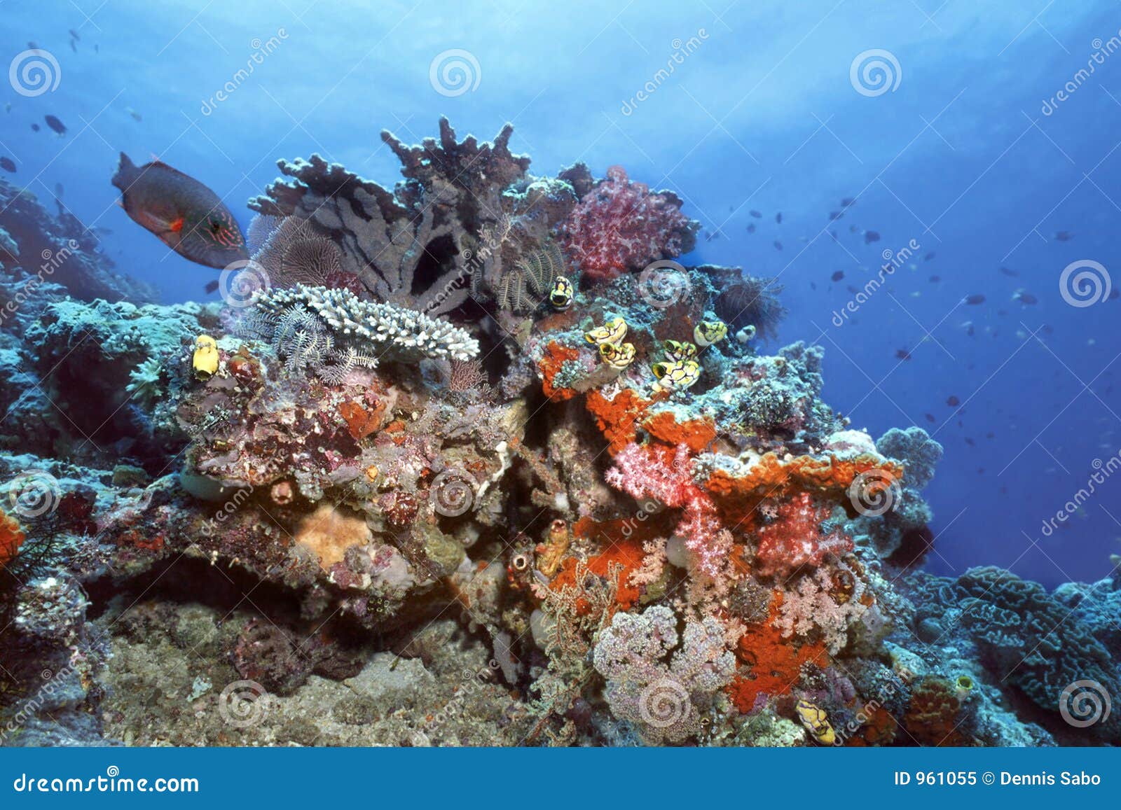 Indonesia Coral Reef stock image. Image of life, snorkel - 961055