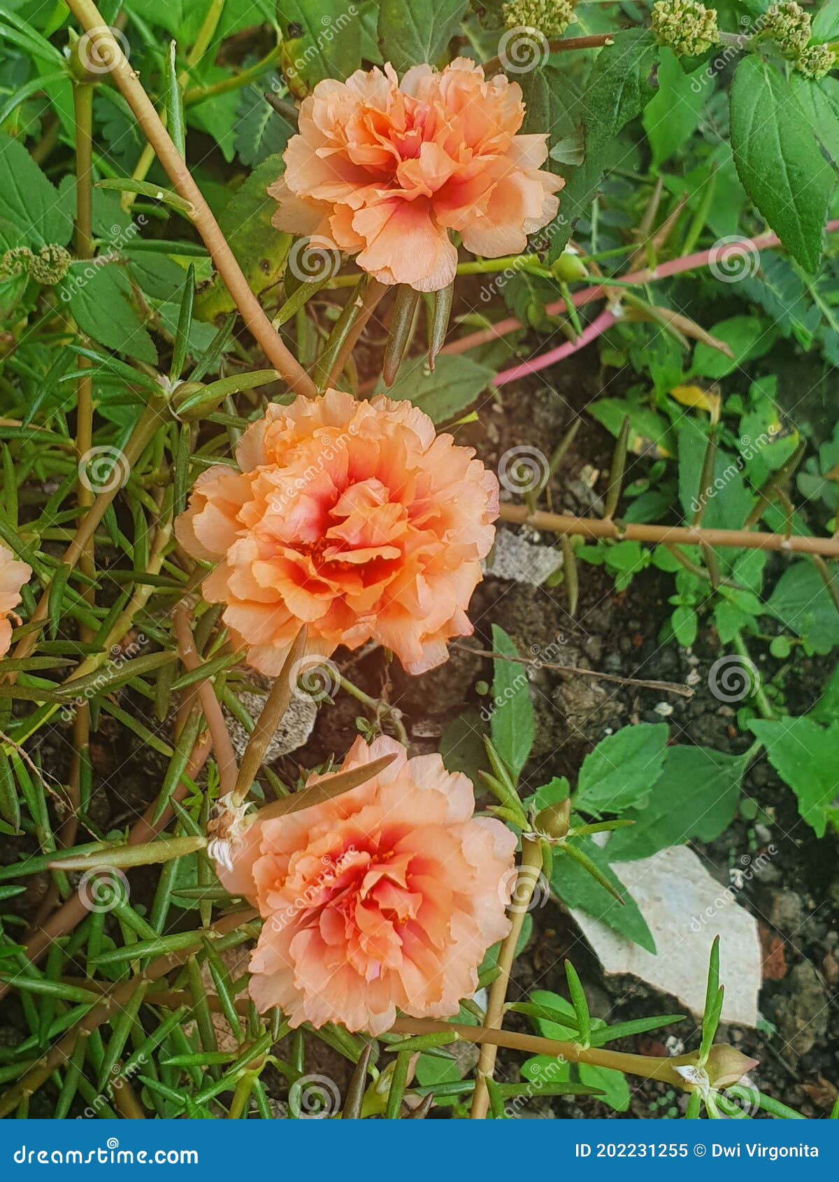Indonesia Este Java Garden Las Flores De La Flor Naranja De Portulaca ...