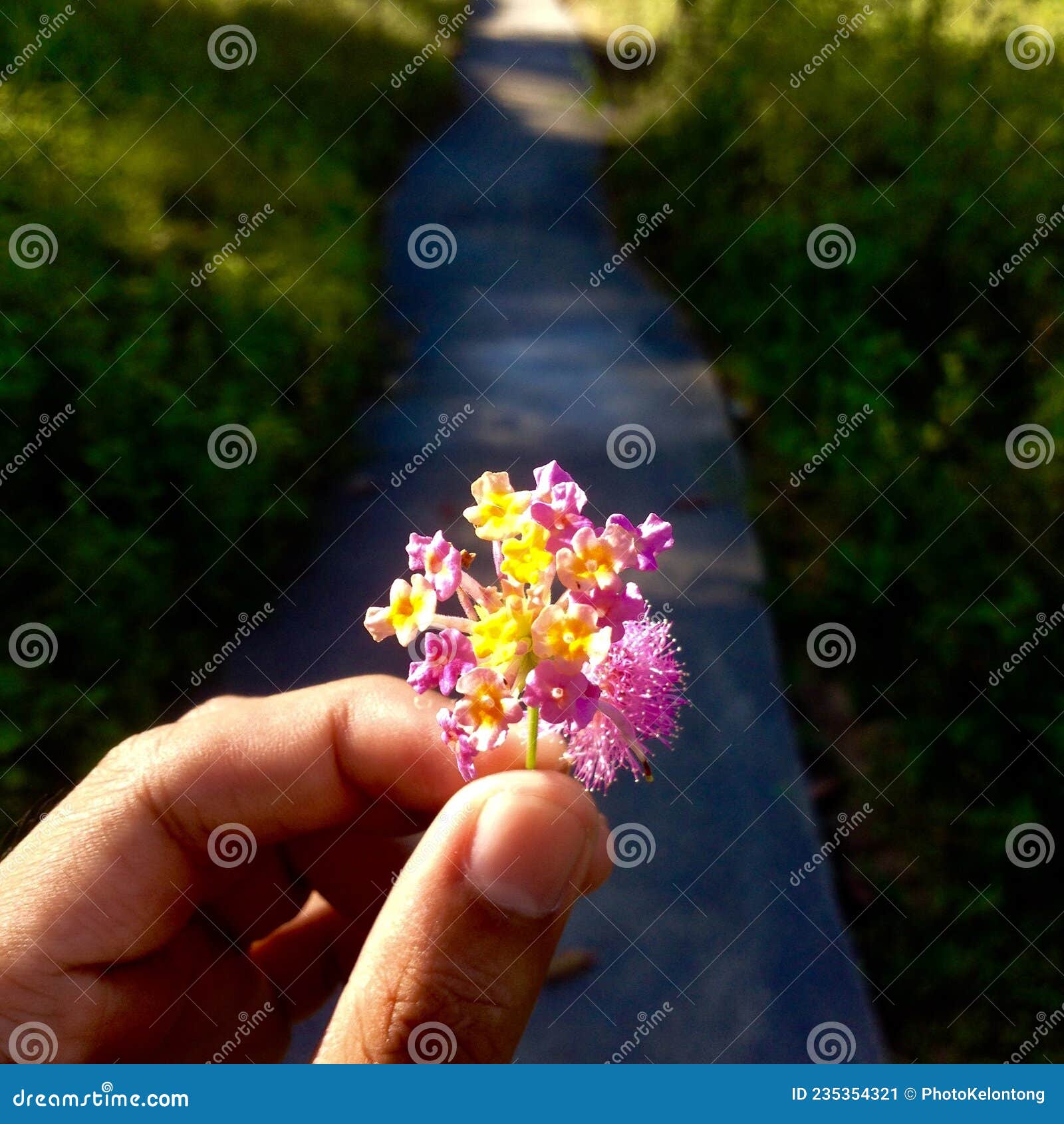 Flowers in Hands with on Nature Background Stock Image - Image of ...