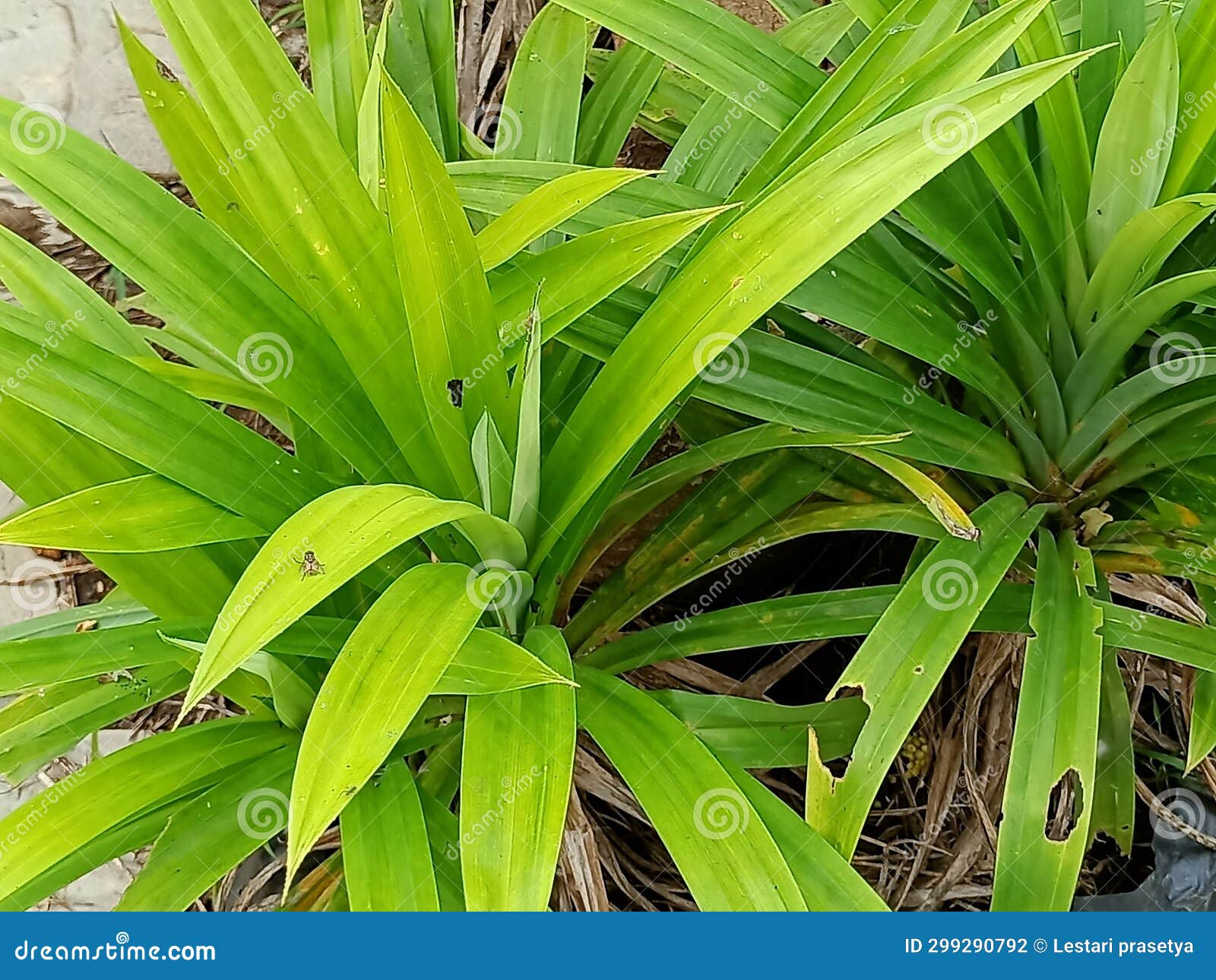 Indonesia Fragrant Pandan Plant Stock Photo - Image of plan, garden ...