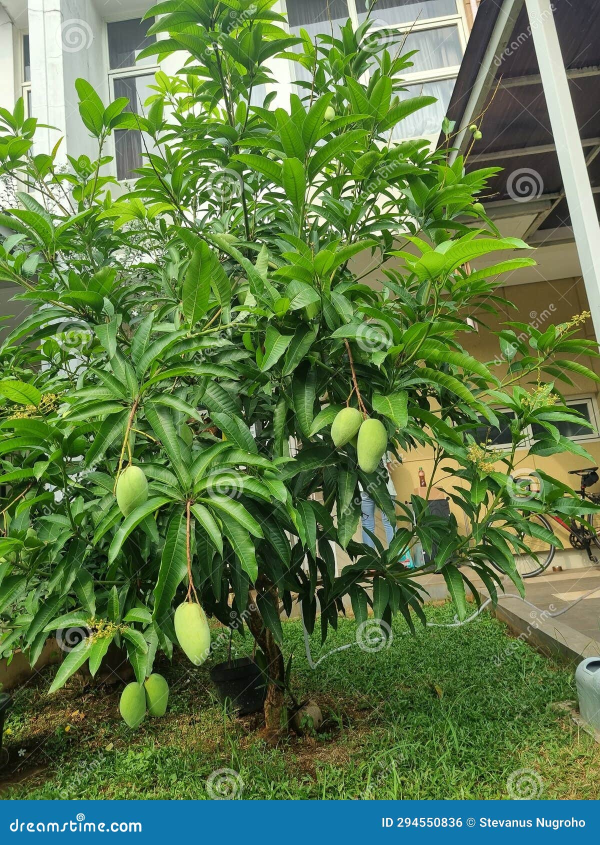 Indonesia Green Mango Tree stock photo. Image of fruit - 294550836