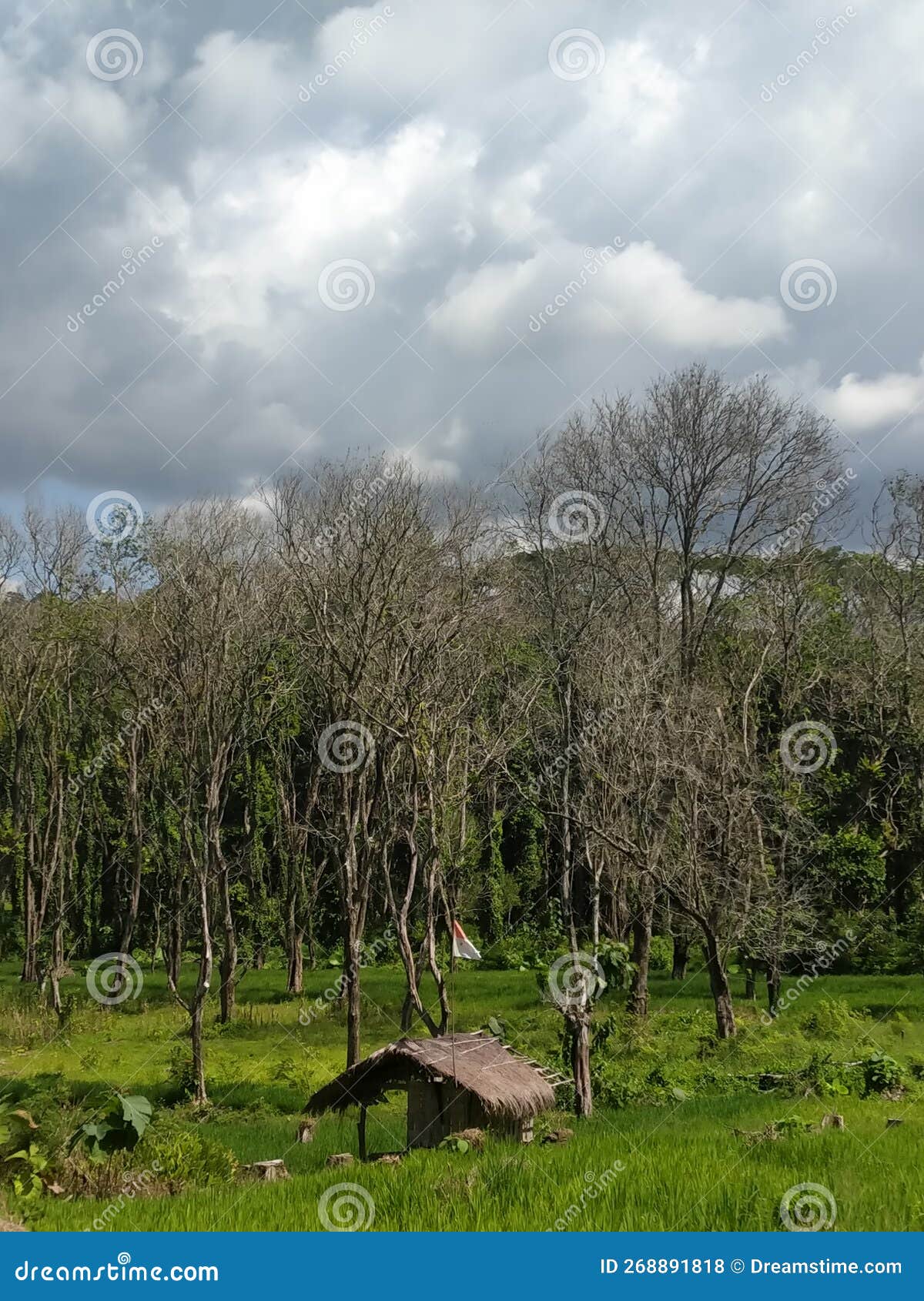 Indonesia Has a Variety of Rice Varieties and Cultivation Methods Stock ...