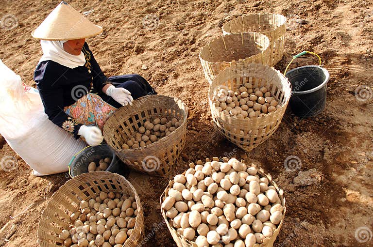 Indonesia, Java: Man and Volcanos Stock Image - Image of asia, worker ...