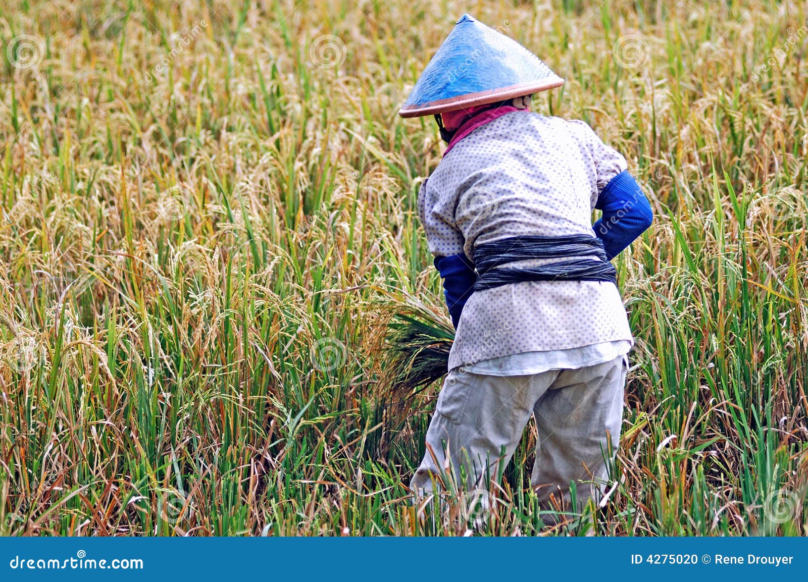 Java Rice Sparrow, Popular Tropical Bird From The Java Island Of ...