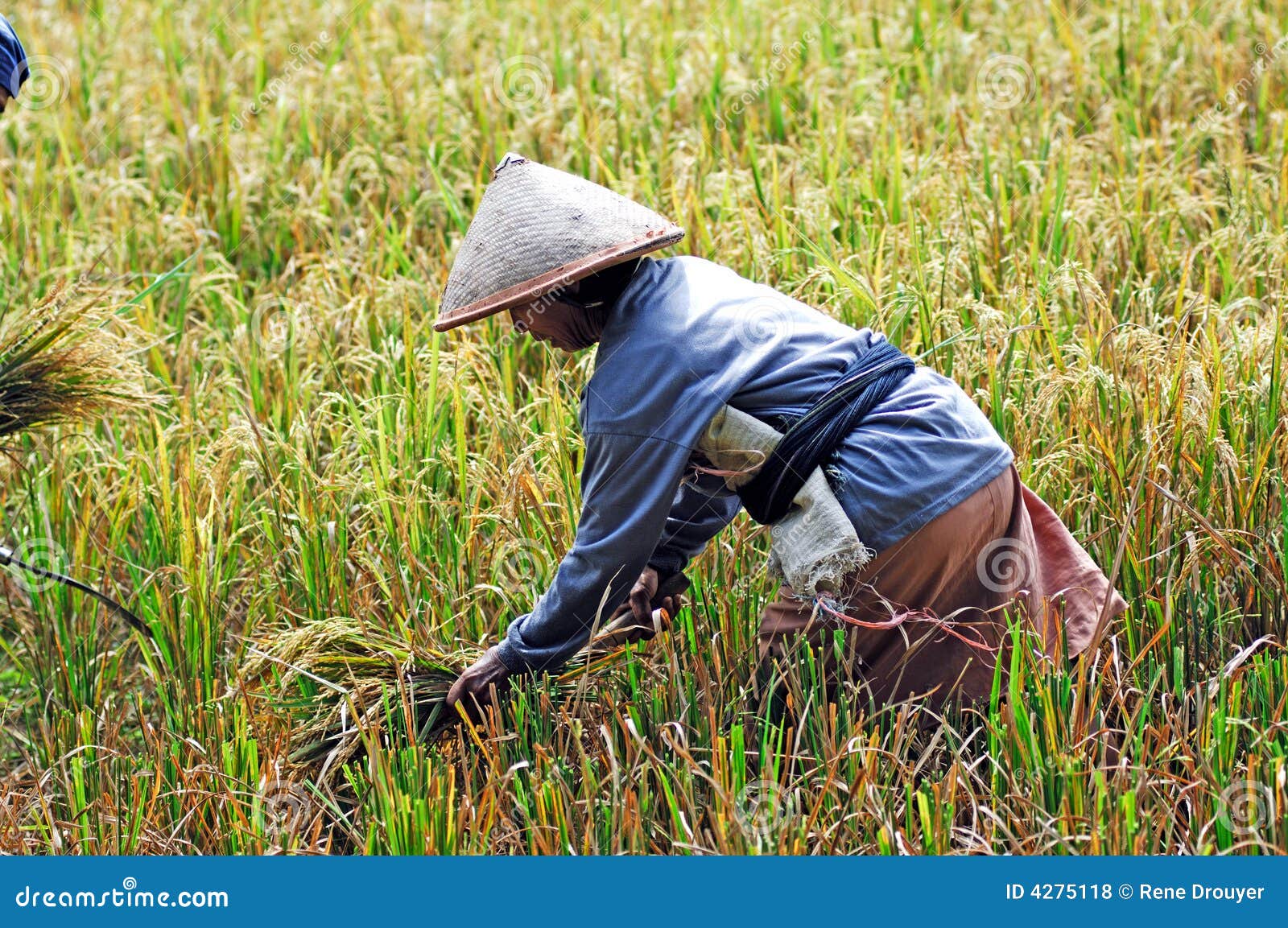 Indonesia, Java: Rice Agriculture Stock Photo - Image of grazing ...