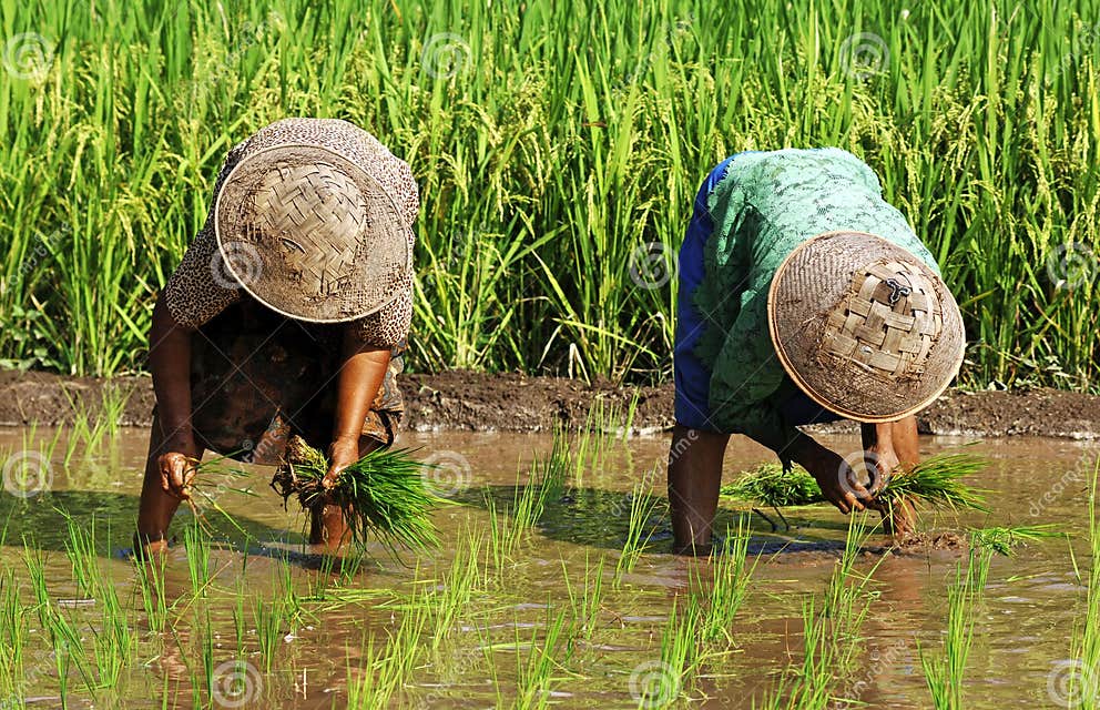 Indonesia, Java: Work in Ricefield Stock Image - Image of soil, culture ...
