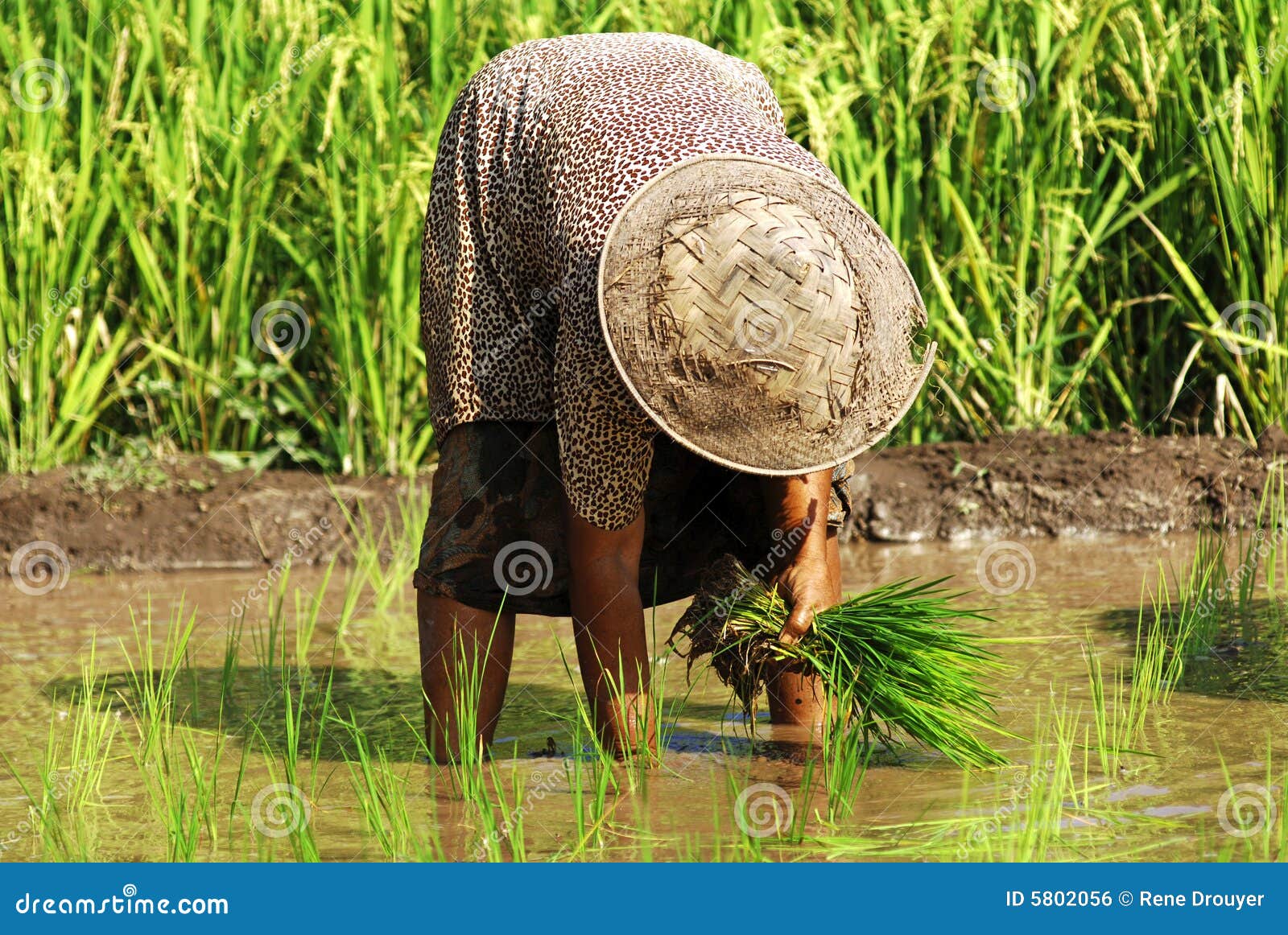 Indonesia, Java, Borobudur: Temple Stock Photography | CartoonDealer ...
